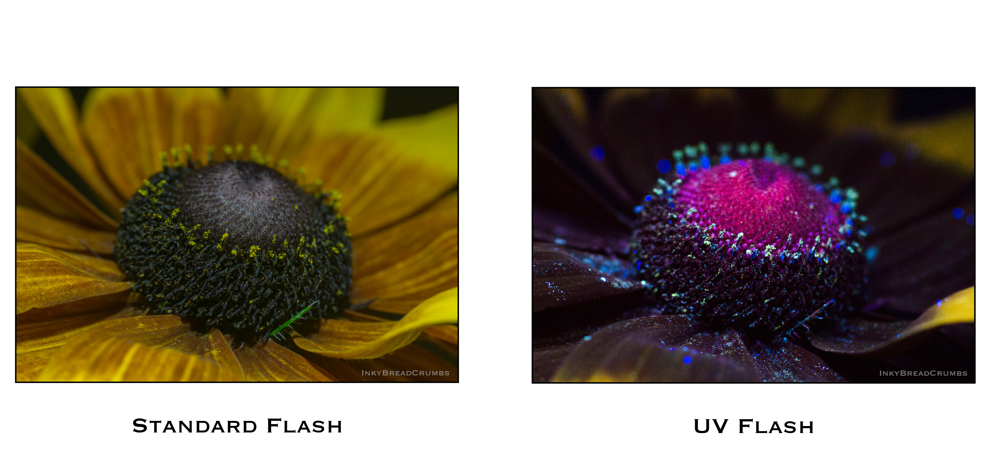 Make It Glow: a Flash Upgrade to Ultraviolet : 10 Steps (with Pictures ...