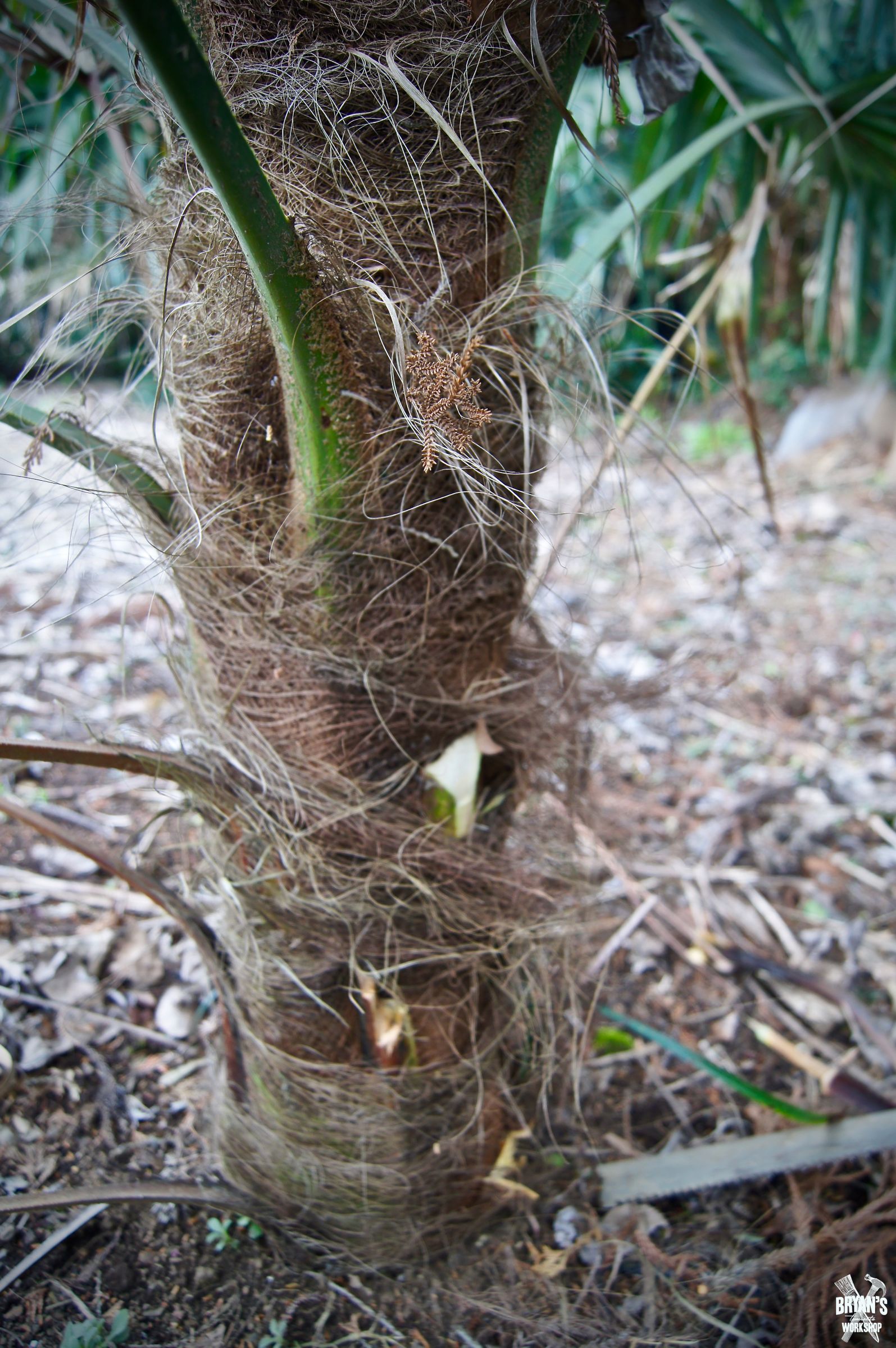 How to Make Rope Using Windmill Palm Tree Fiber! : 6 Steps (with ...