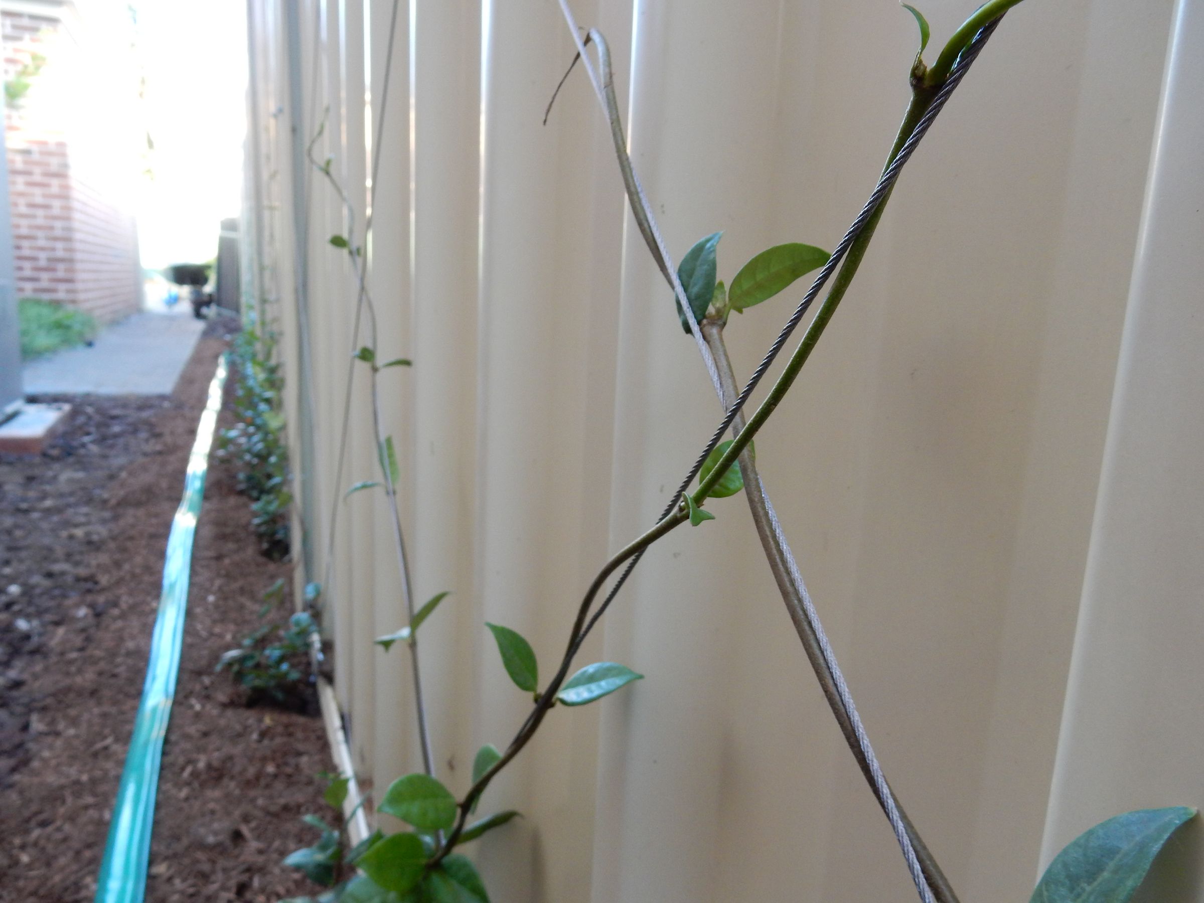 Garden Trellis and Climbing Hedge on Existing Fence WITH VIDEO : 7 ...