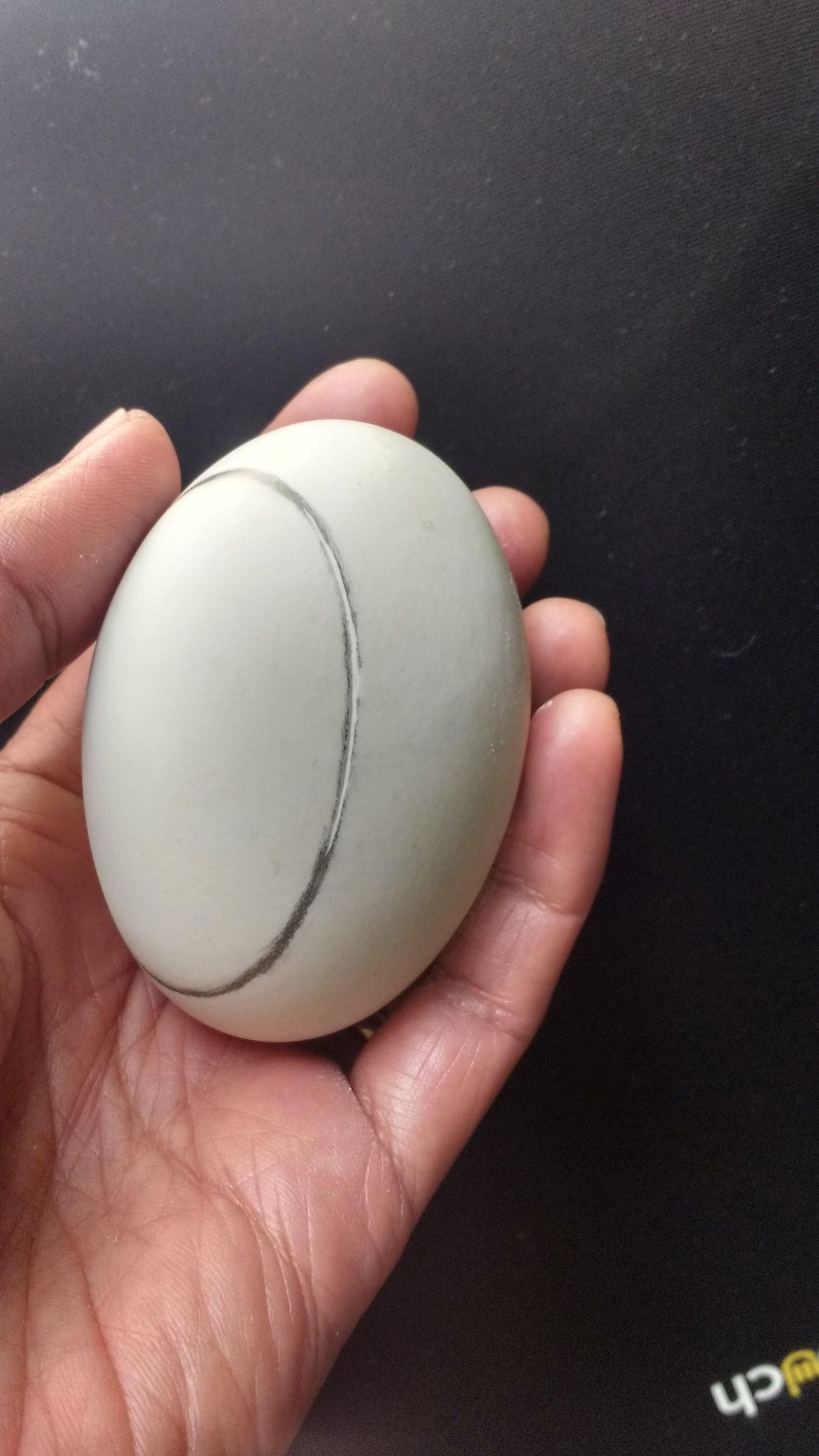 Eggsquisite, Egssortic Eggshell Craft : 5 Steps - Instructables