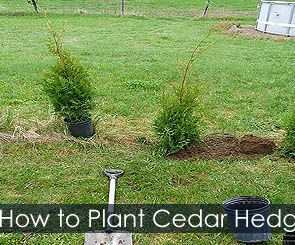 Hedging Cedar Trees : 3 Steps - Instructables