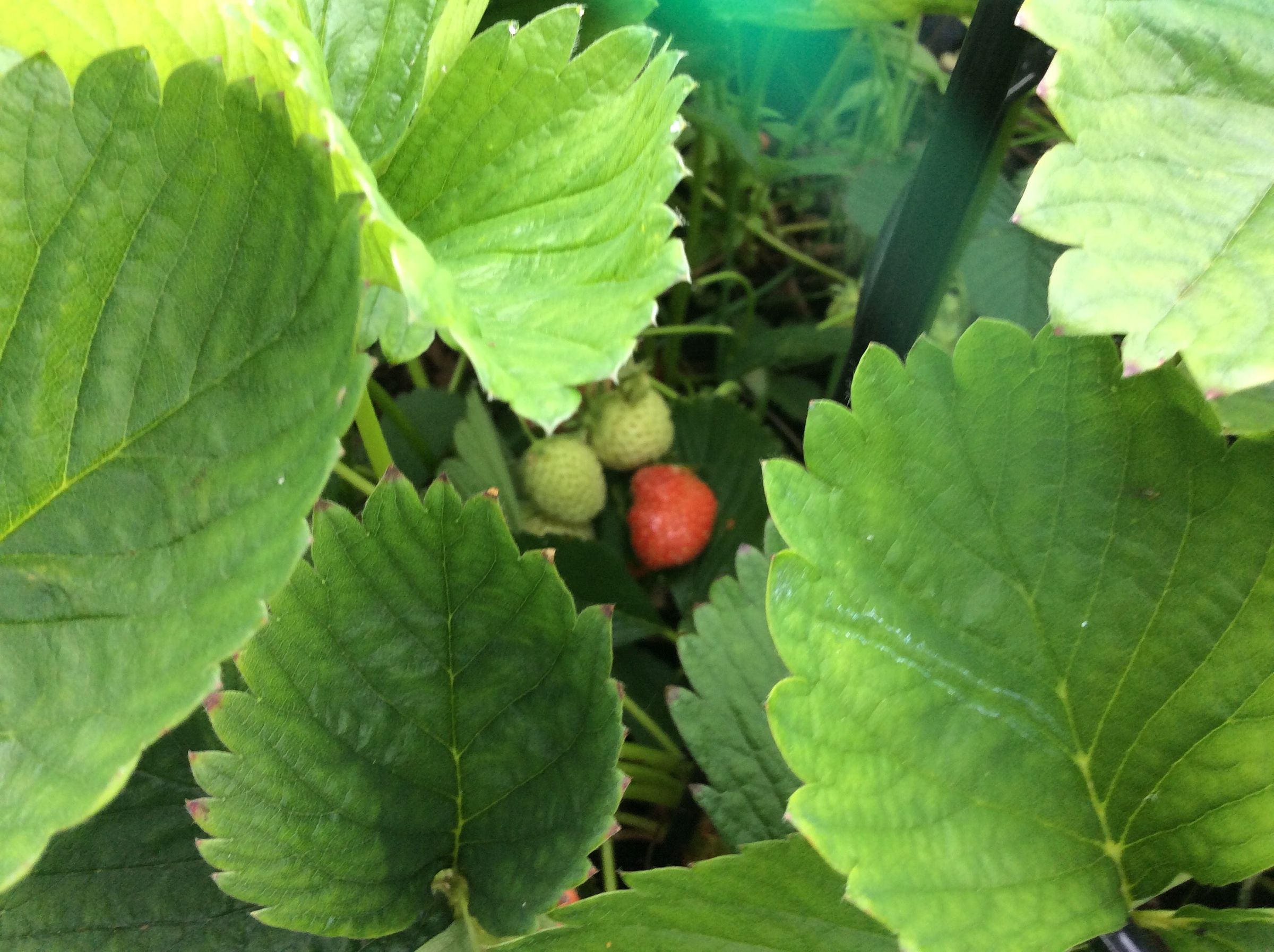 Raised Bed Electric Slug Fence : 3 Steps (with Pictures) - Instructables