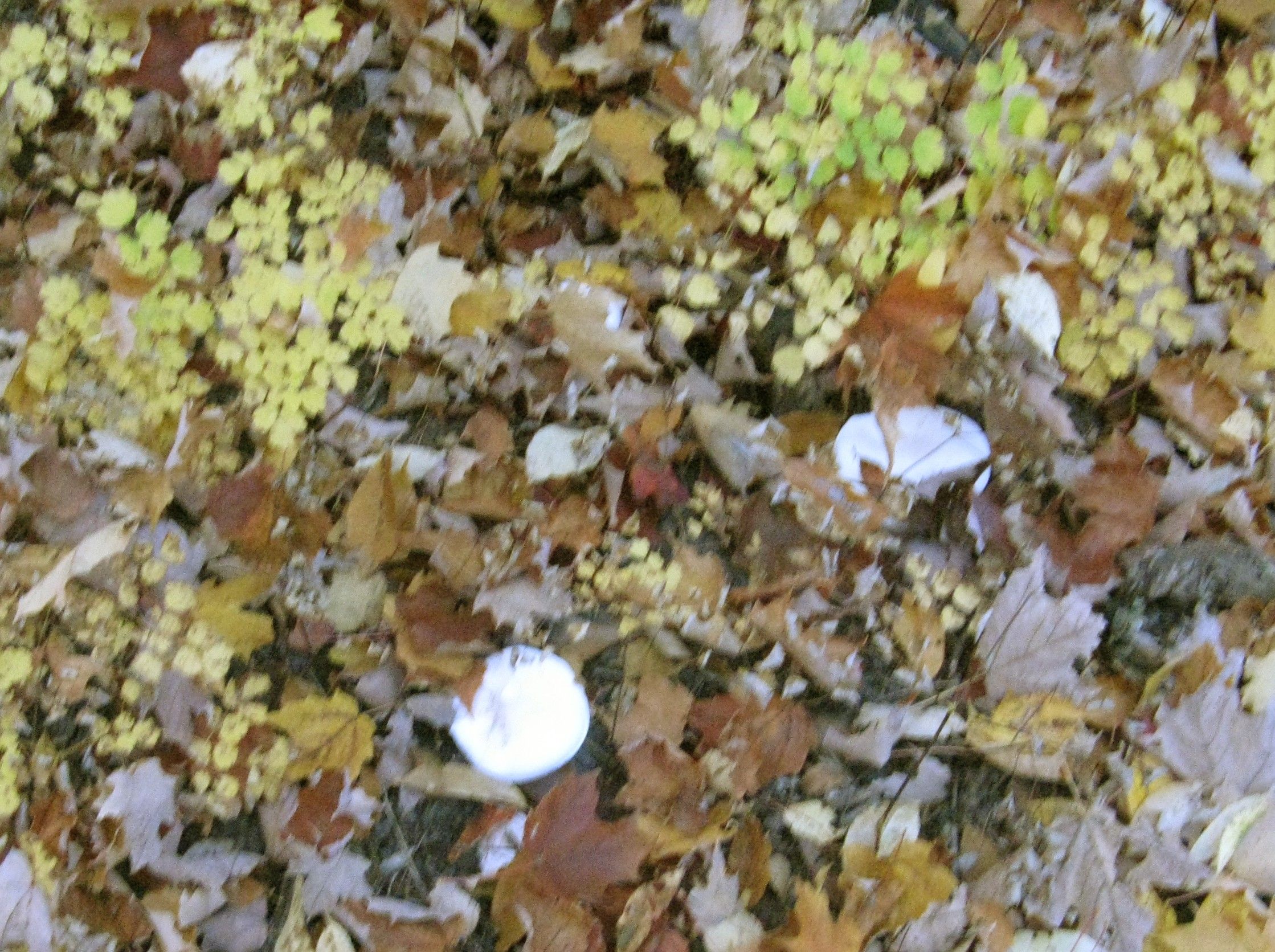 Snaring : 9 Steps (with Pictures) - Instructables