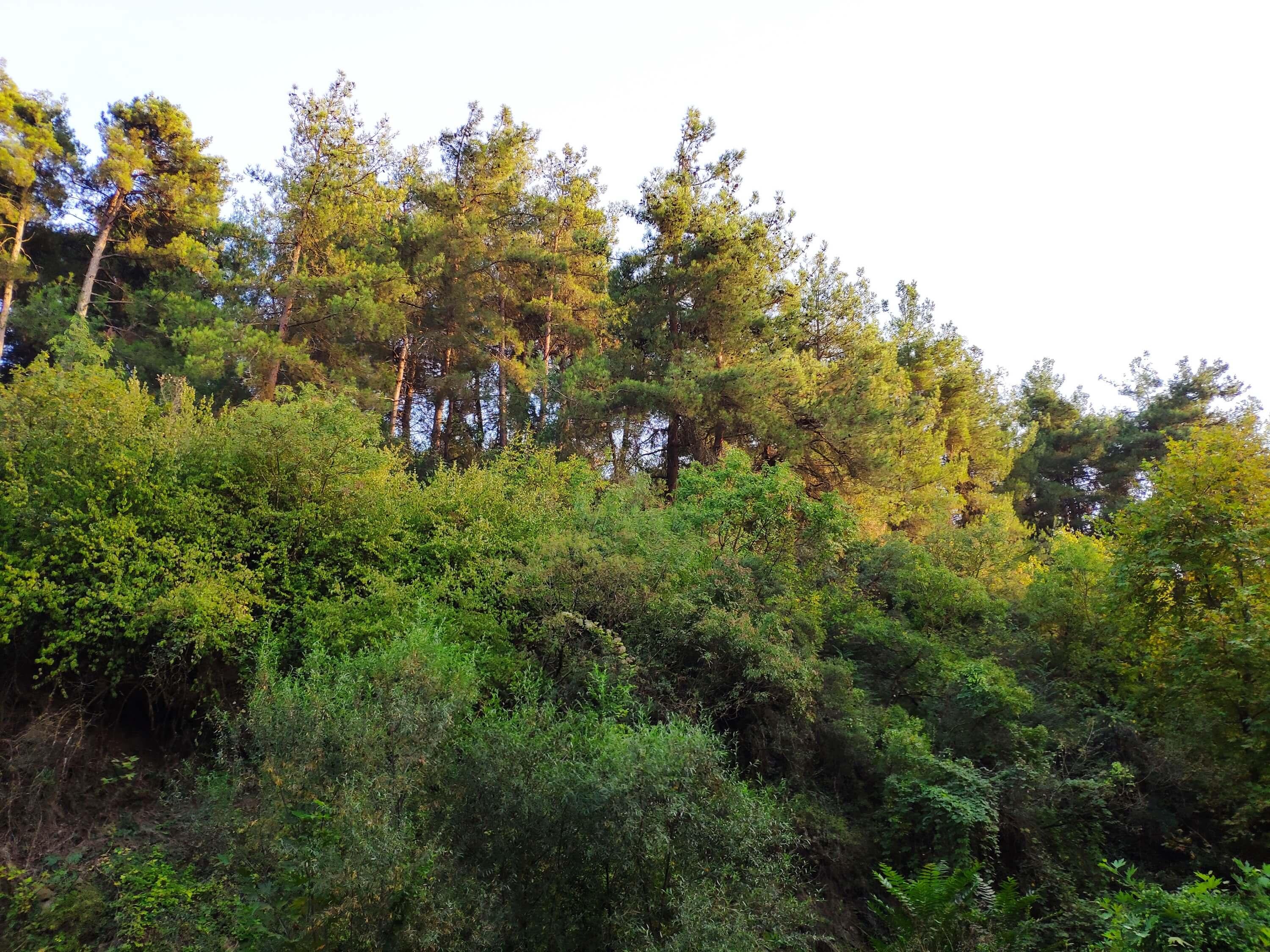 IoT AI-driven Tree Disease Identifier W/ Edge Impulse & MMS : 20 Steps - Instructables