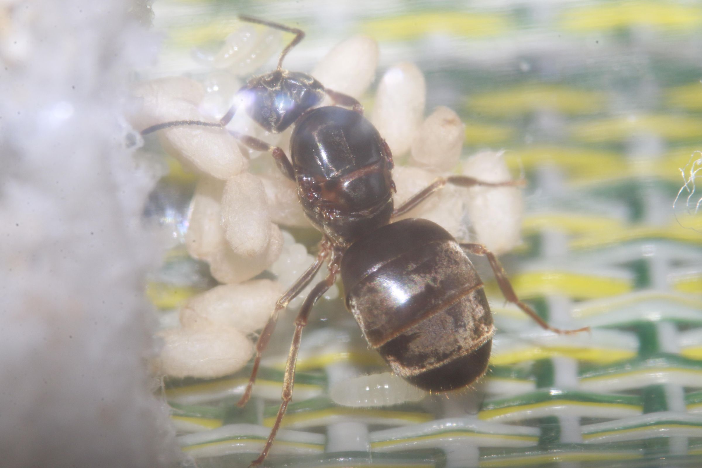 Concrete Ants Nest : 4 Steps (with Pictures) - Instructables