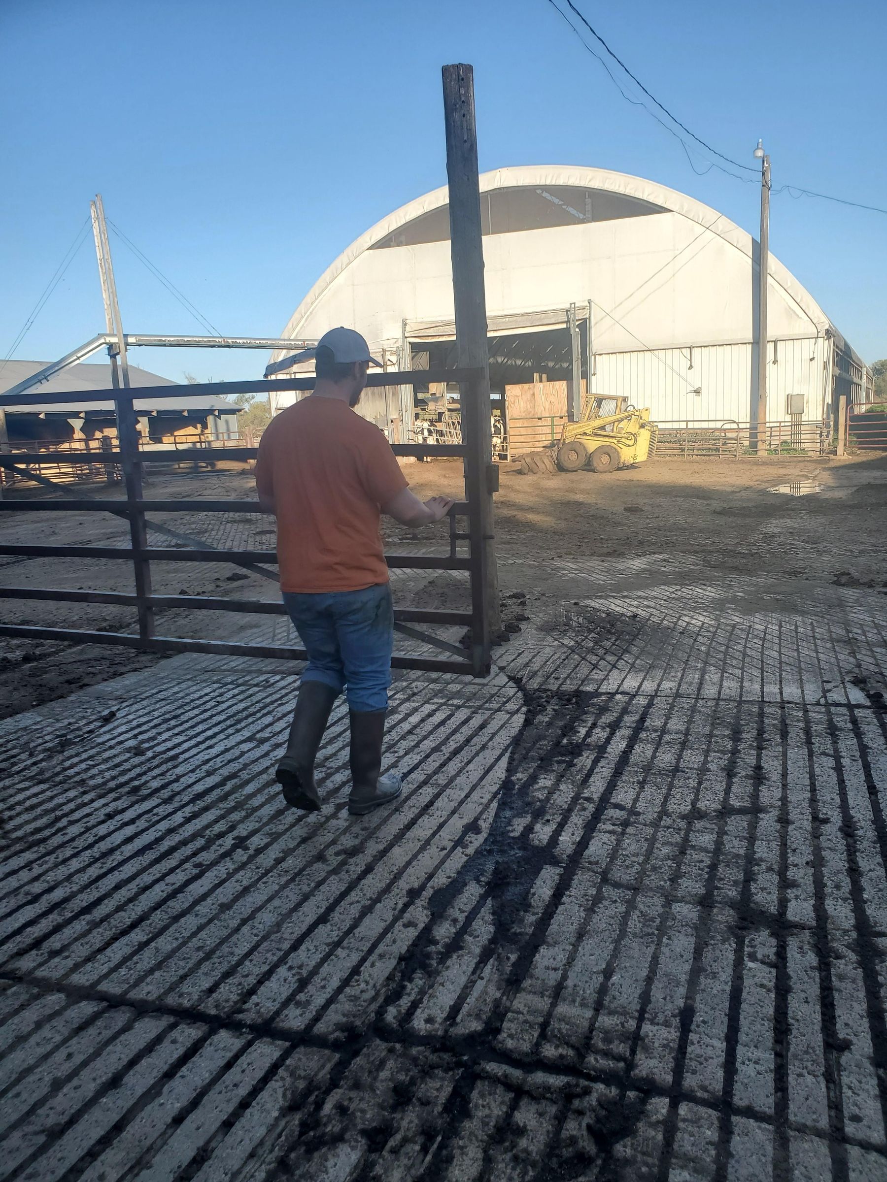 Milking Cows : 9 Steps - Instructables