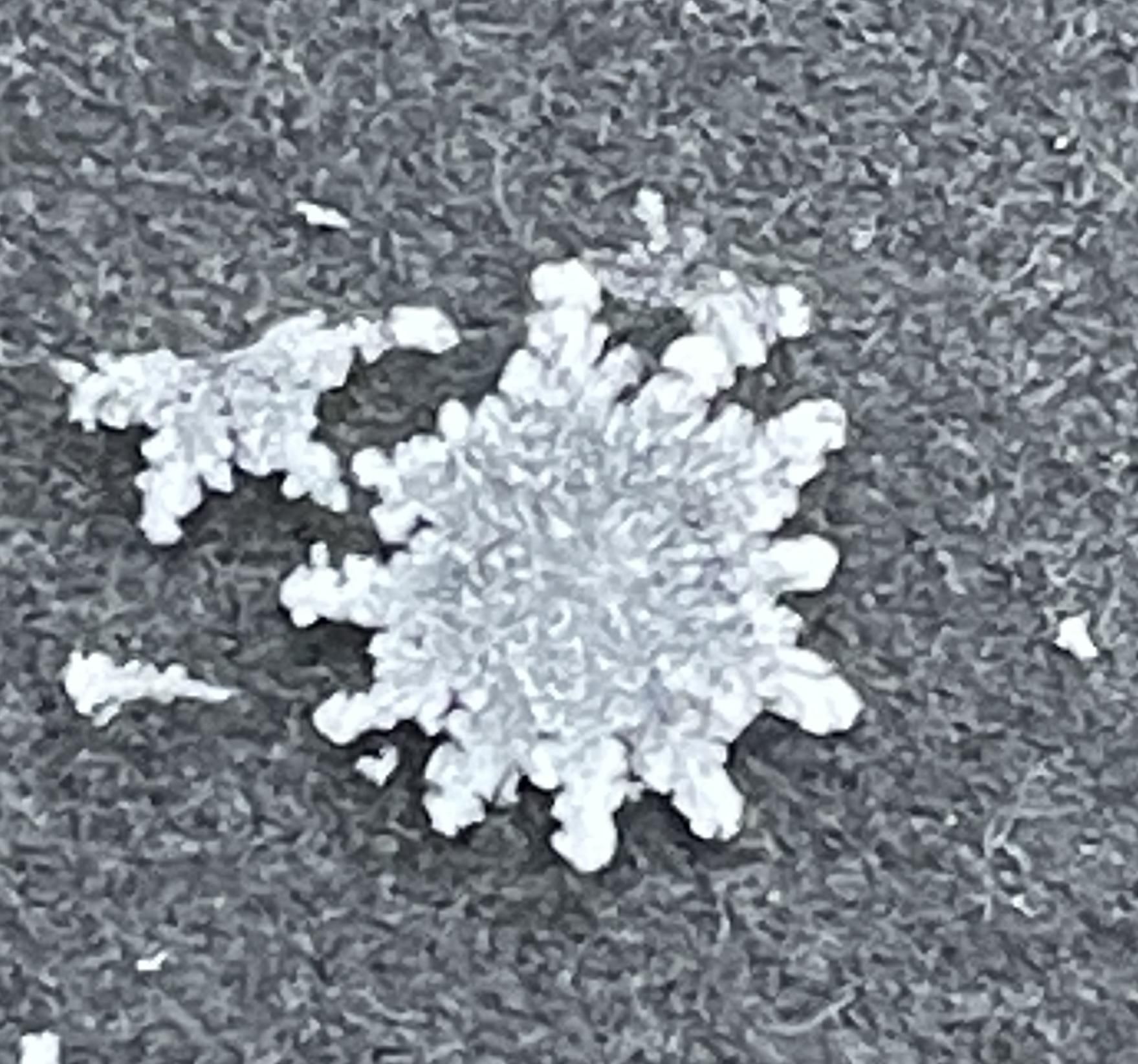 Capture Snowflakes With Photography (with Pictures) - Instructables
