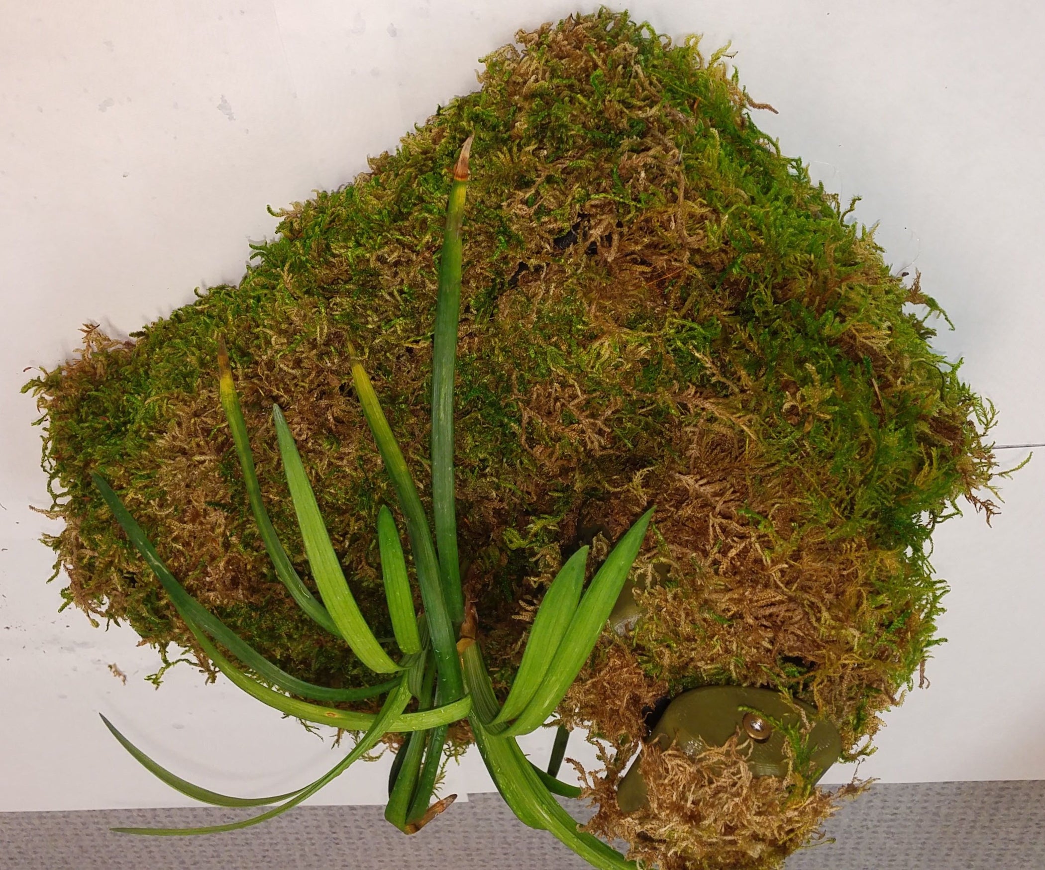 The Discreet Garden Defense System : 6 Steps (with Pictures ...