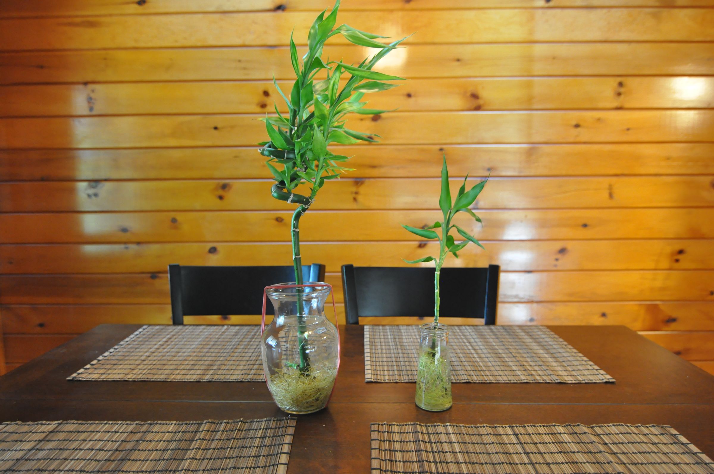 Cloning Your Bamboo : 7 Steps (with Pictures) - Instructables