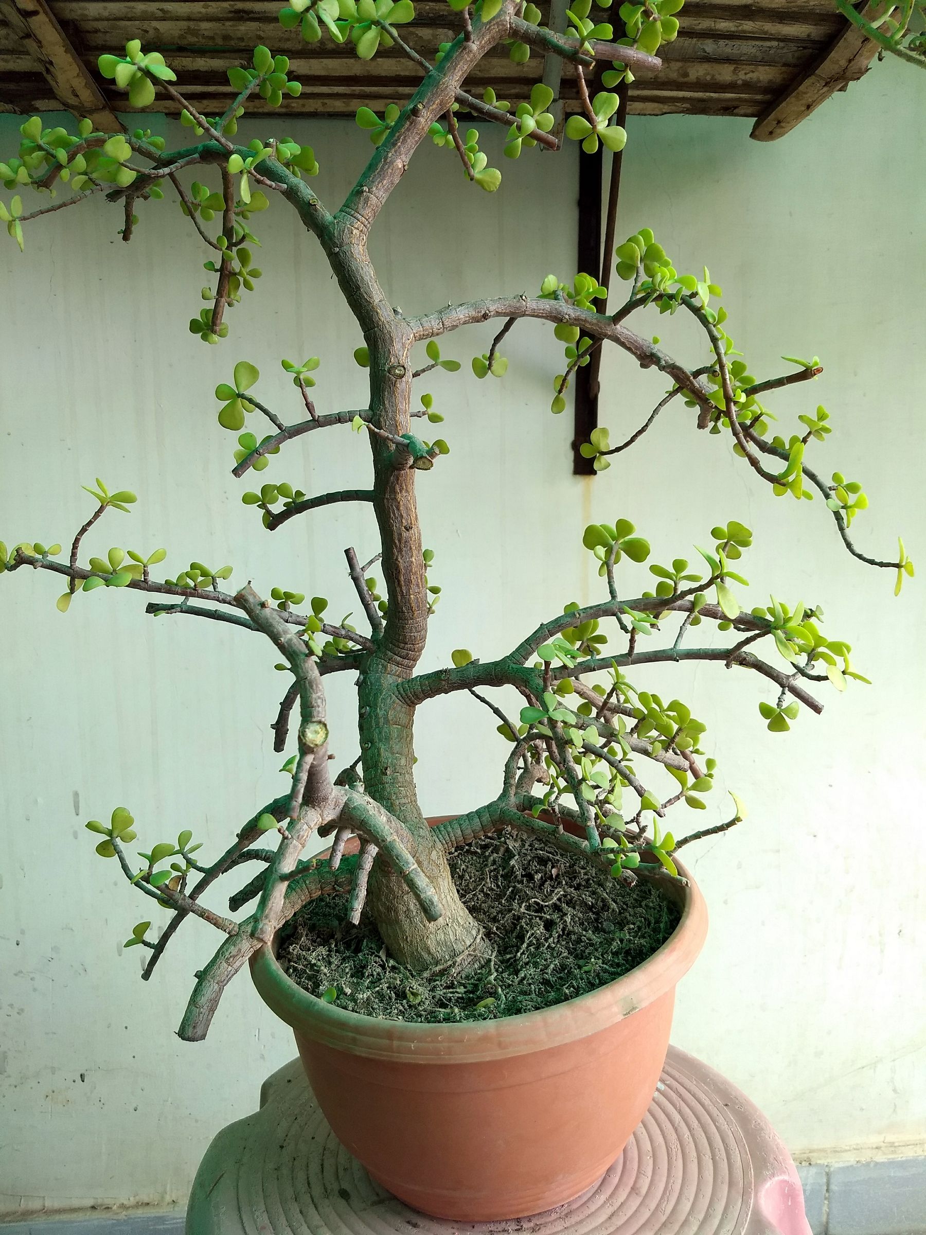Bonsai Mini Lighted Rustic Tree House : 10 Steps (with Pictures ...