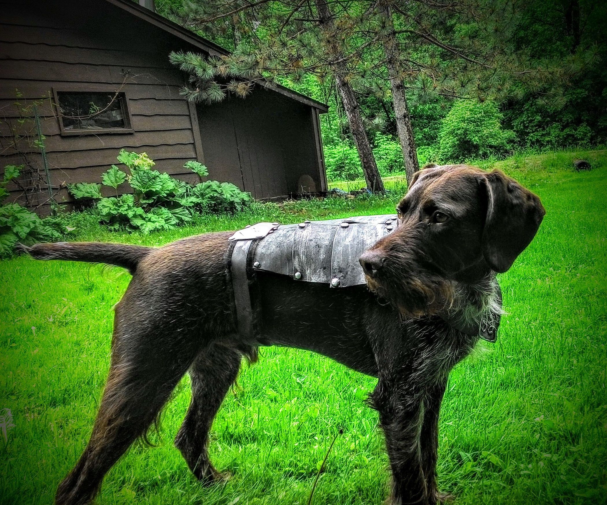 Dog Armor : 6 Steps (with Pictures) - Instructables