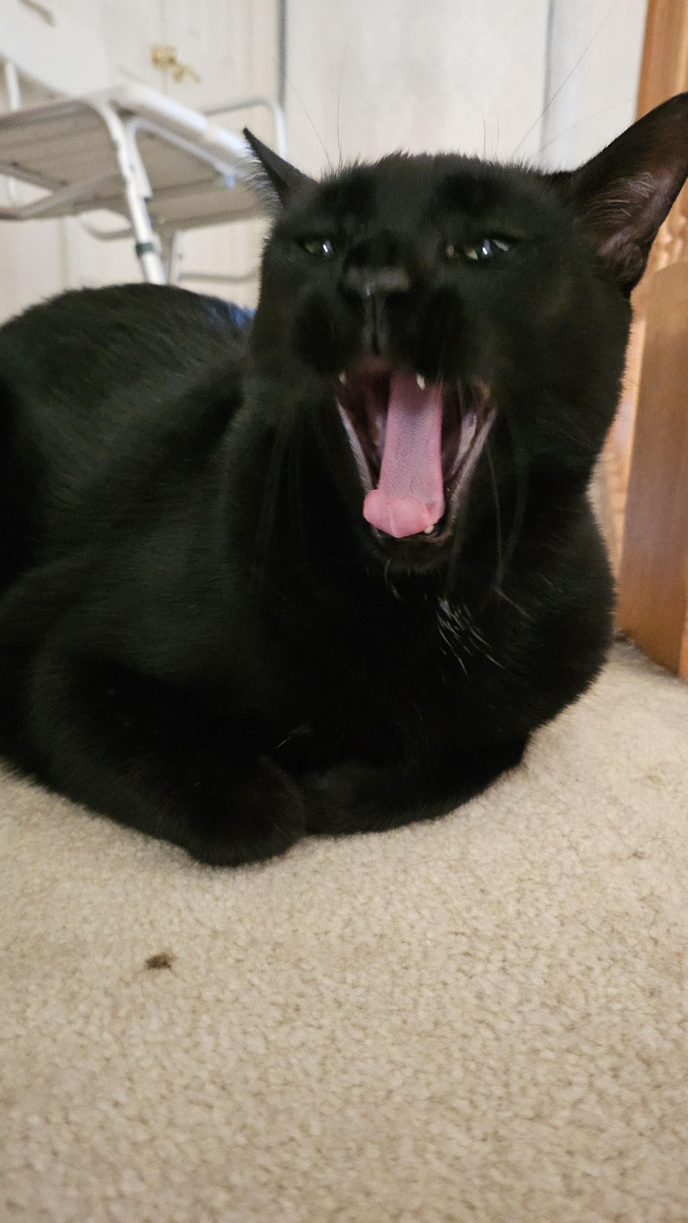 Cat Alarm - Instructables