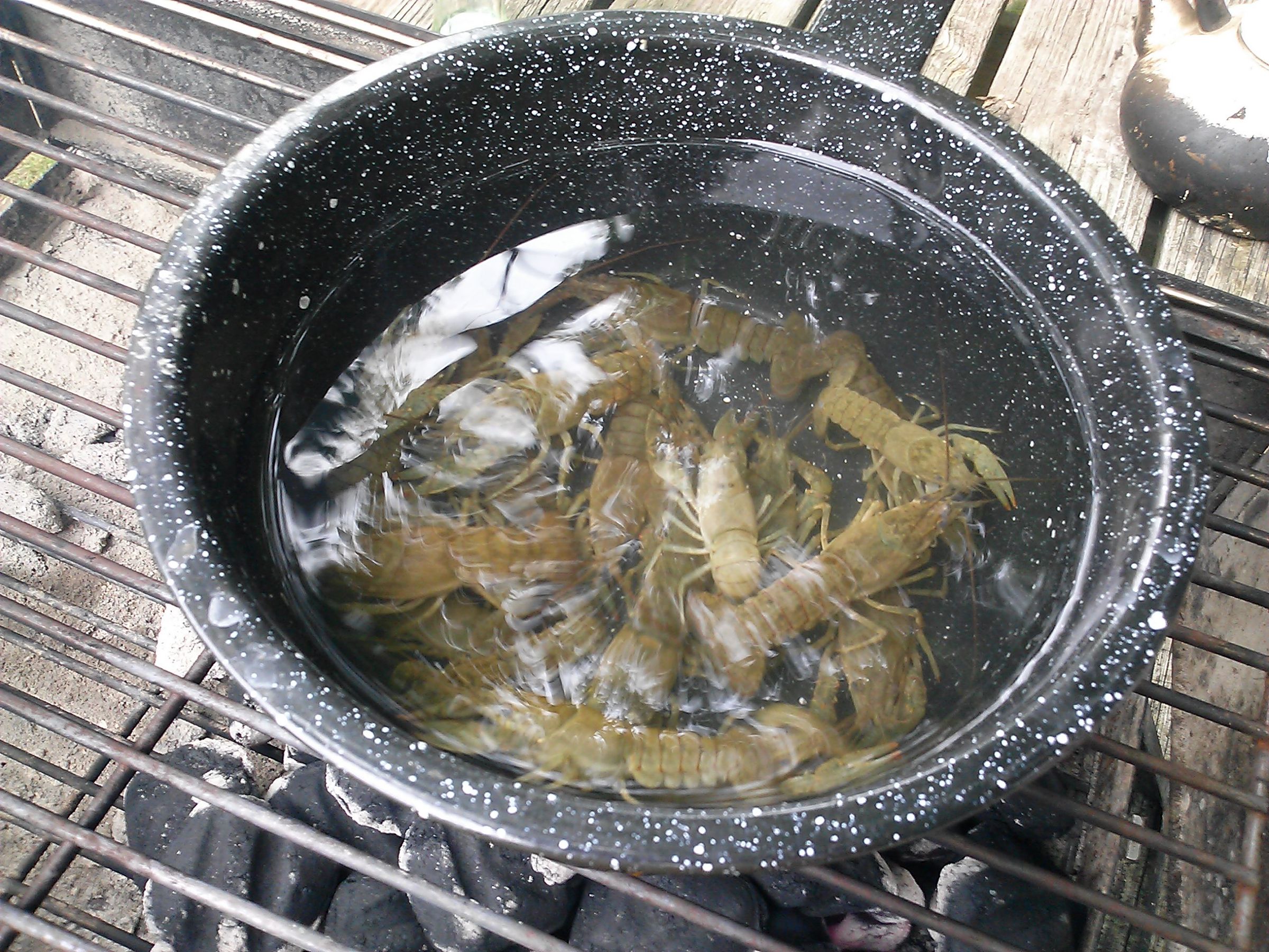 Boiling Fresh Crayfish - a Timeless Tradition : 4 Steps (with Pictures ...