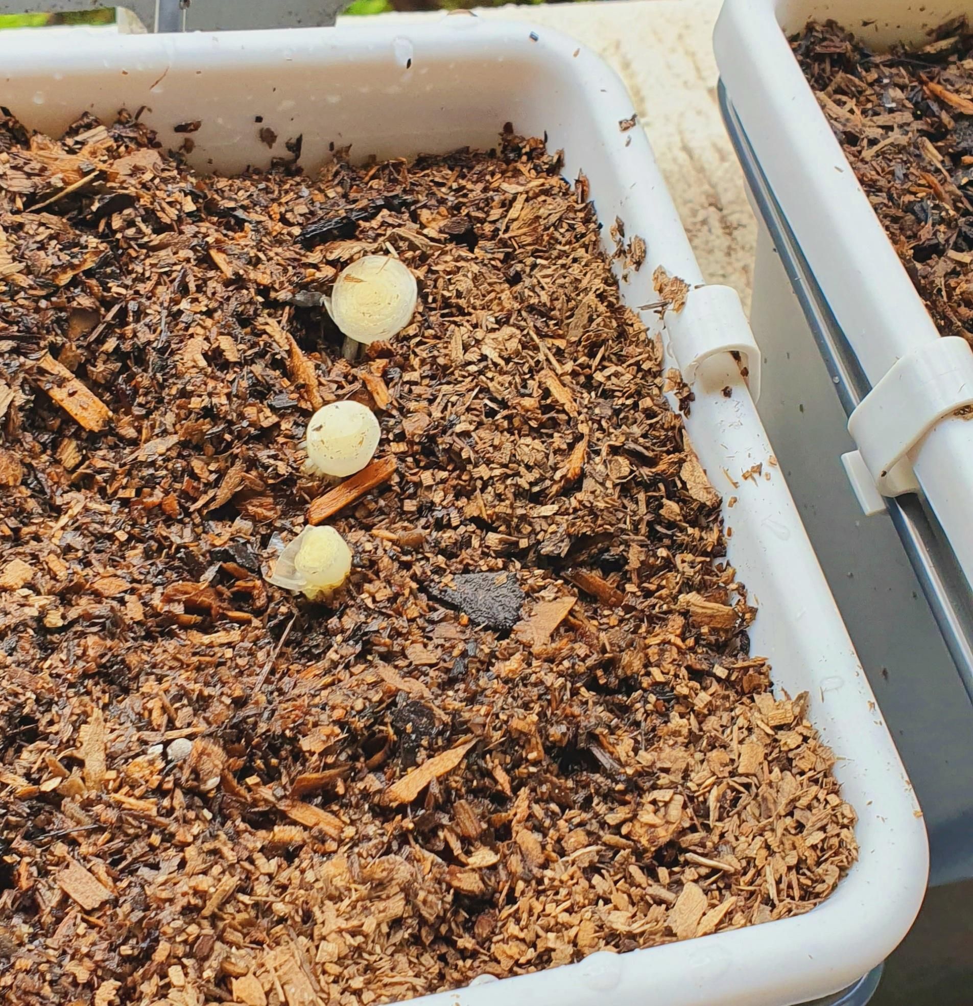 Re-growing Spring Onions : 8 Steps (with Pictures) - Instructables