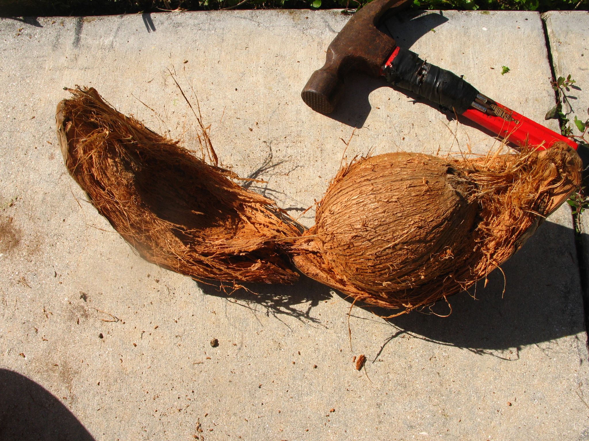 How to Peel a Coconut (with Only a Claw Hammer) : 6 Steps (with ...