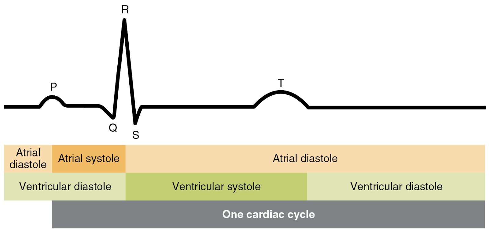 Make Your Own Electrocardiogram (ECG) : 6 Steps - Instructables