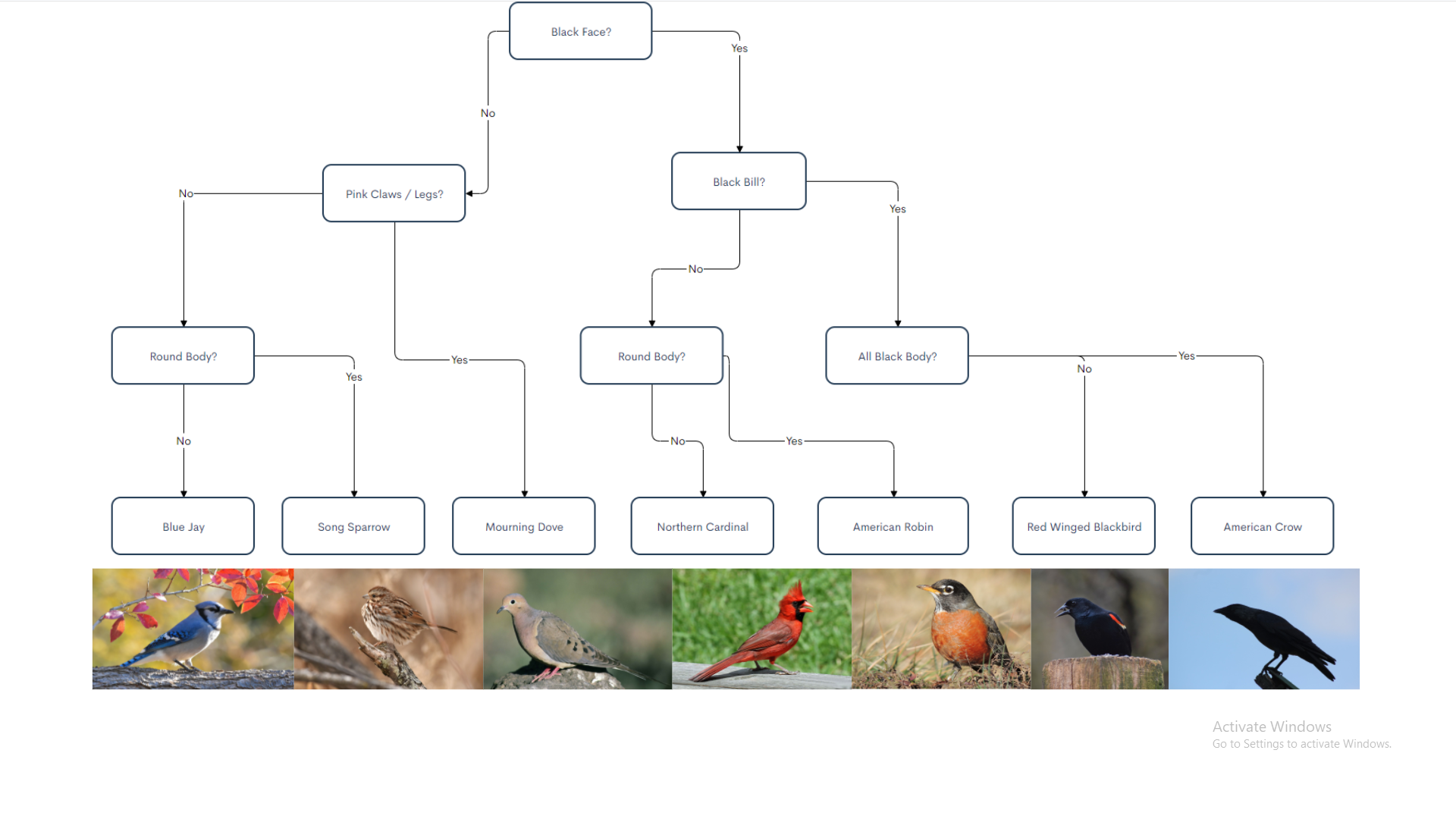 Basic Flowchart to Identify Common Birds! (And How to Make One) : 4 ...