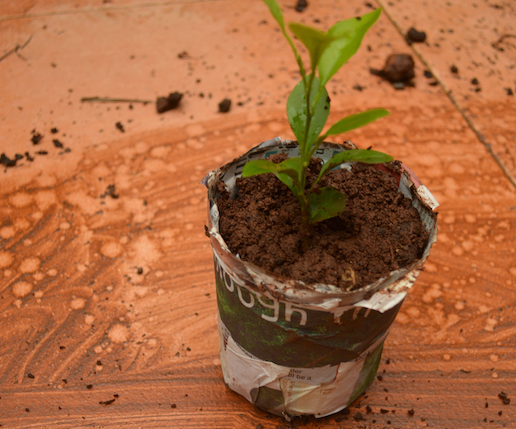 Bio Degradable Plant Pot : 7 Steps - Instructables