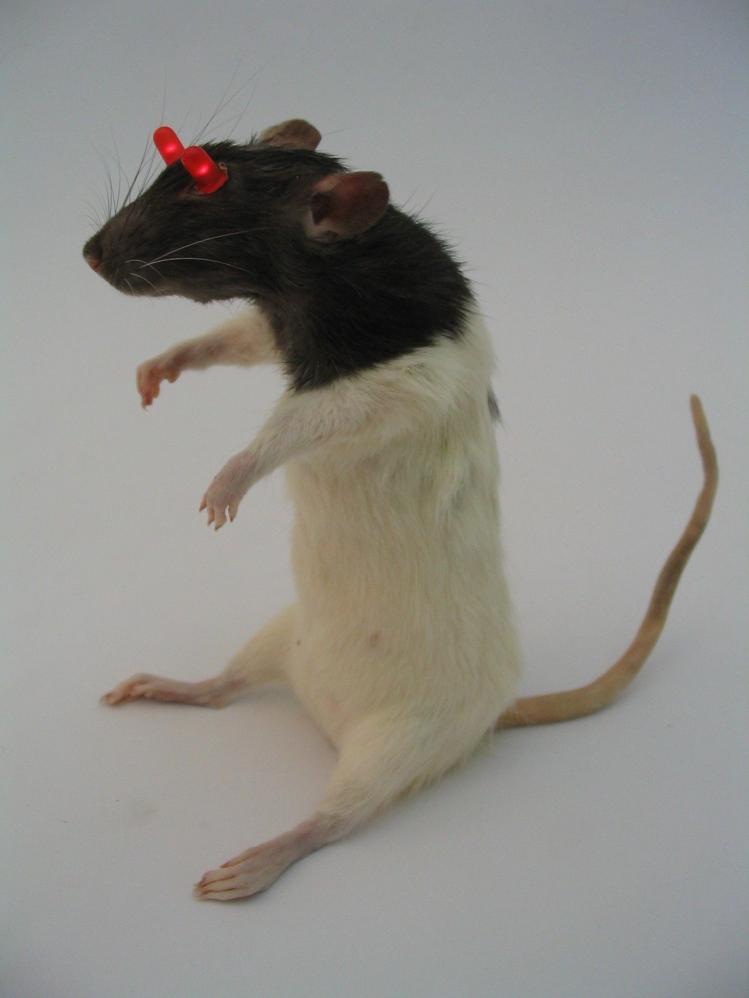 LED Throwie Rat (or Mouse) : 8 Steps (with Pictures) - Instructables