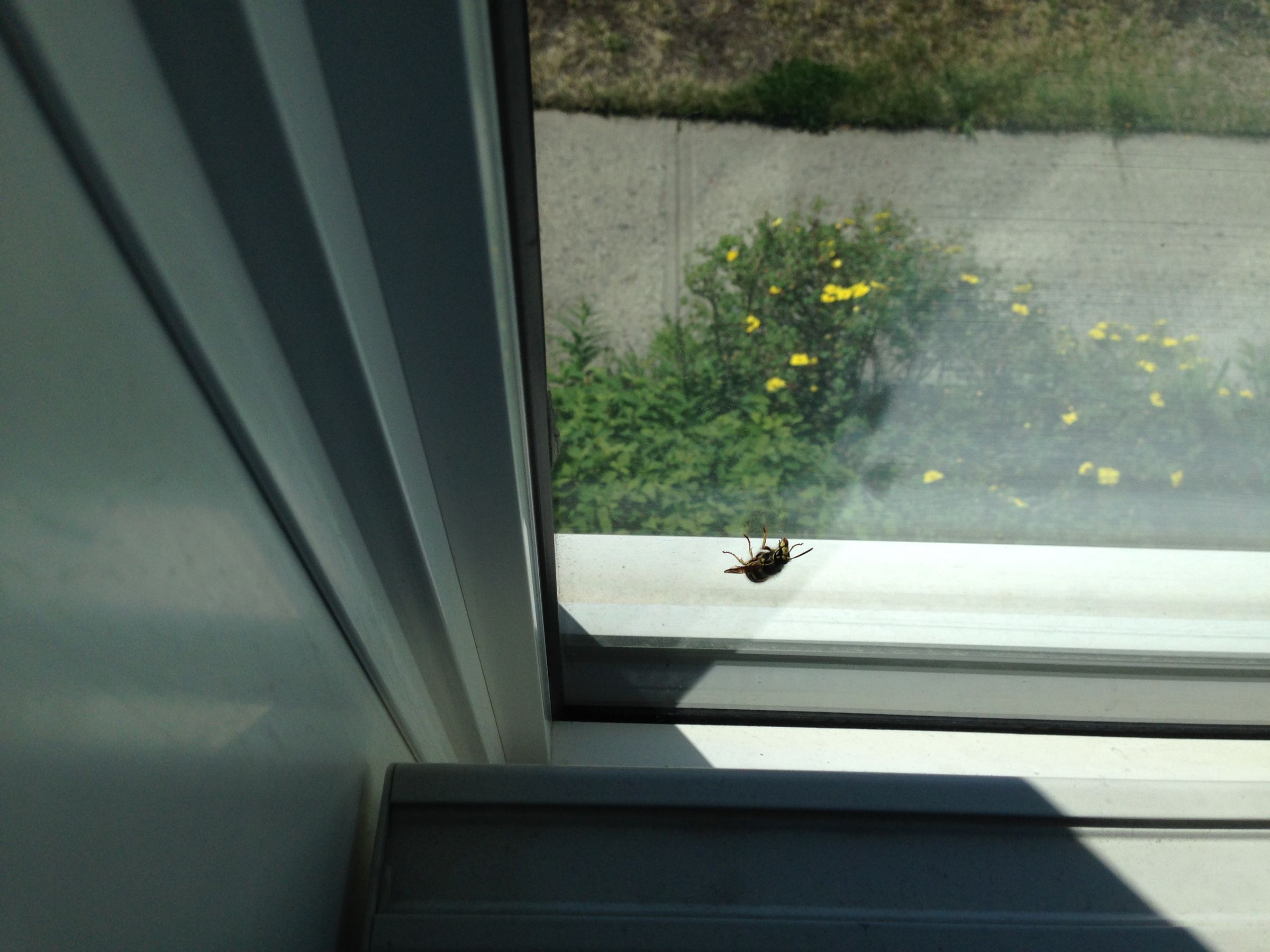 Catch and Release Insects : 5 Steps (with Pictures) - Instructables