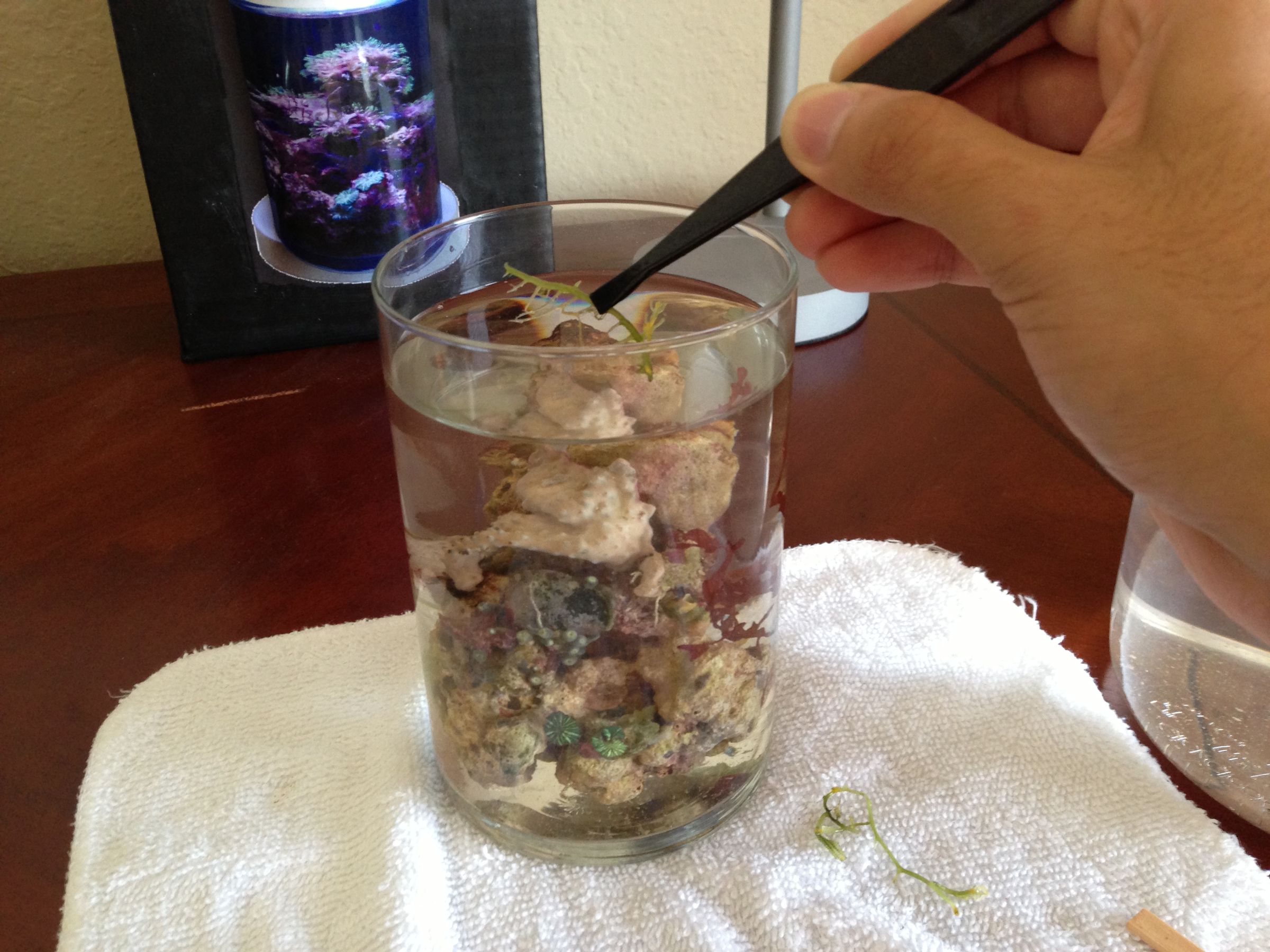 A Low Maintenance/self Sustaining Saltwater Ecosystem : 4 Steps ...