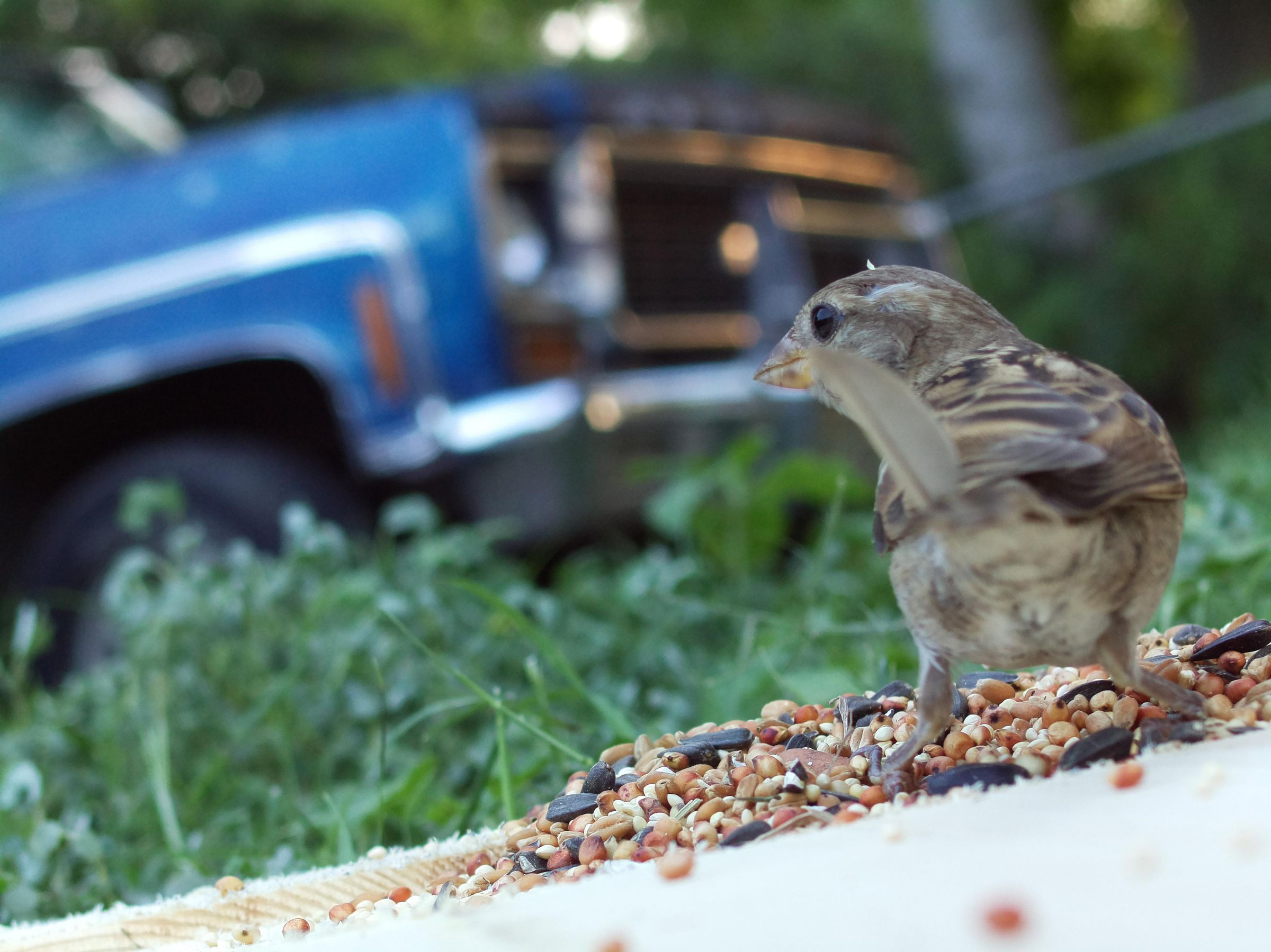 Bird Photo Booth : 6 Steps - Instructables