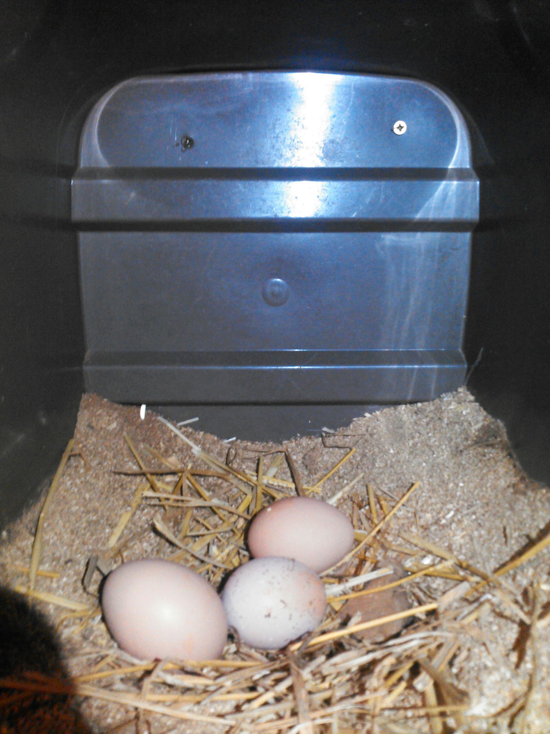 Cheap Chicken Nesting Box - Instructables