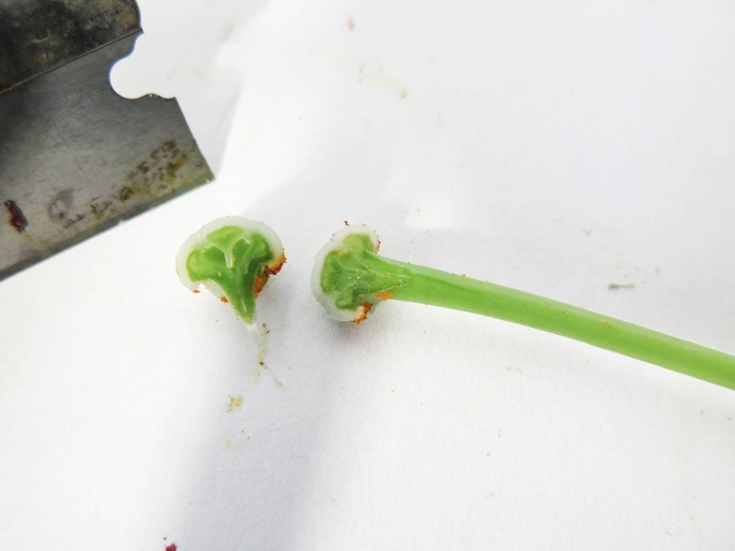 Flower Dissection! : 6 Steps (with Pictures) - Instructables