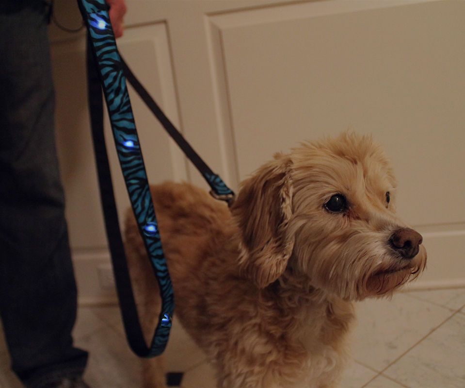 LED Dog Leash : 11 Steps (with Pictures) - Instructables