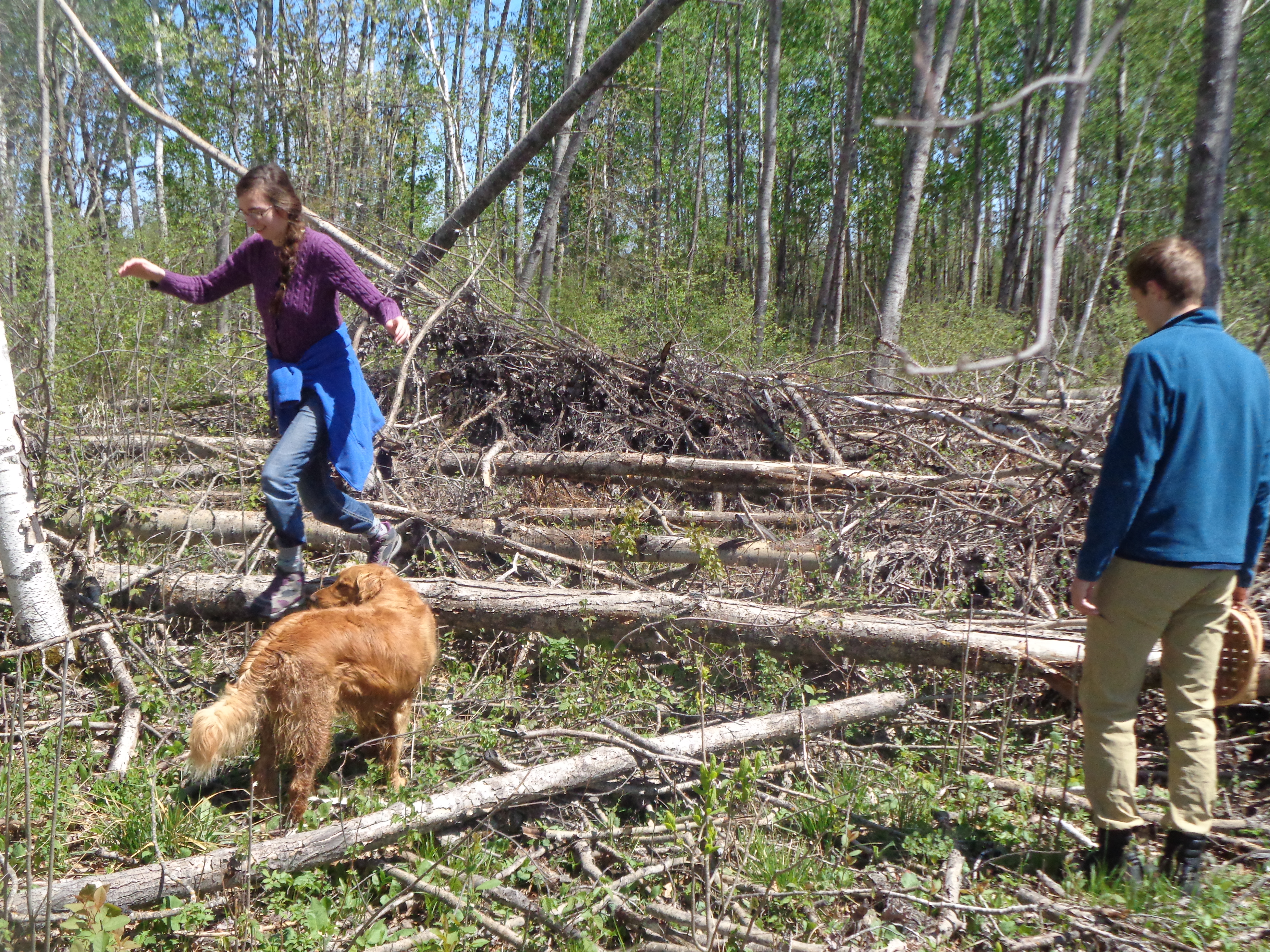 How to Forage Wild Foods : 5 Steps - Instructables