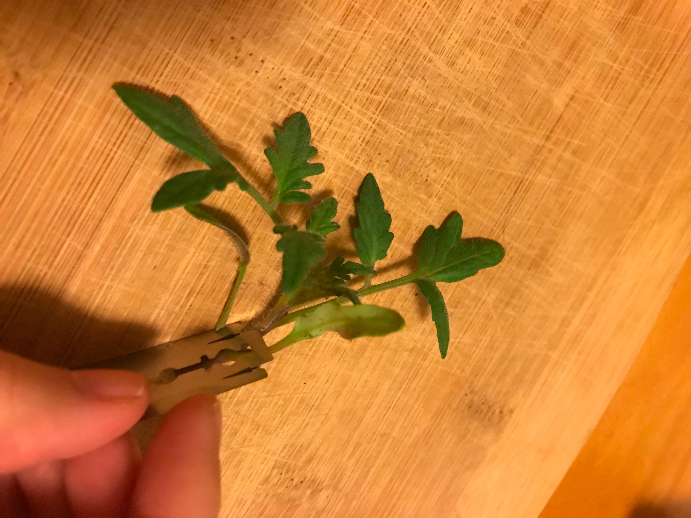 PlantGrafting : 8 Steps (with Pictures) - Instructables