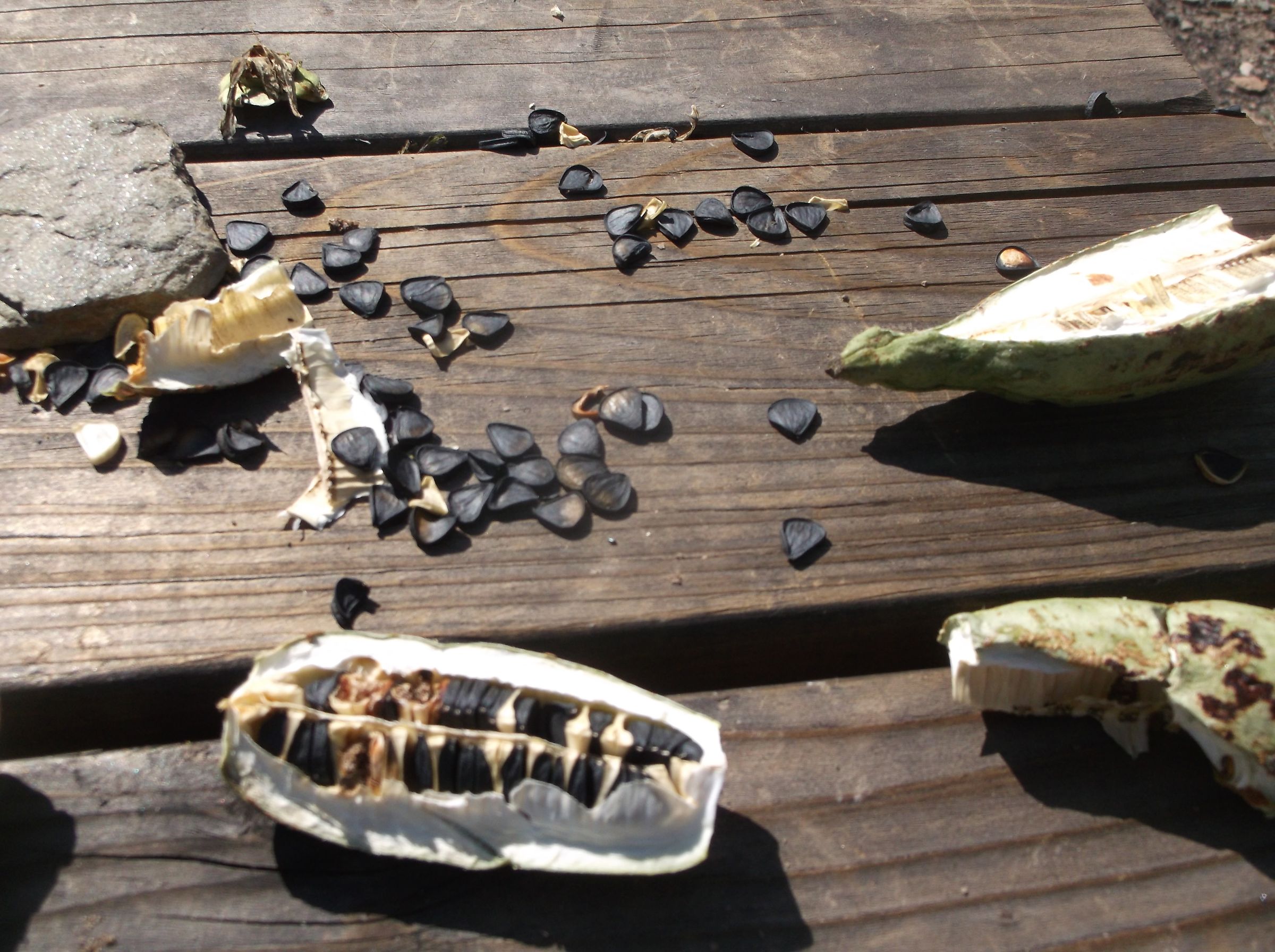 Processing Yucca Fibre With Primitive Tools : 6 Steps (with Pictures ...