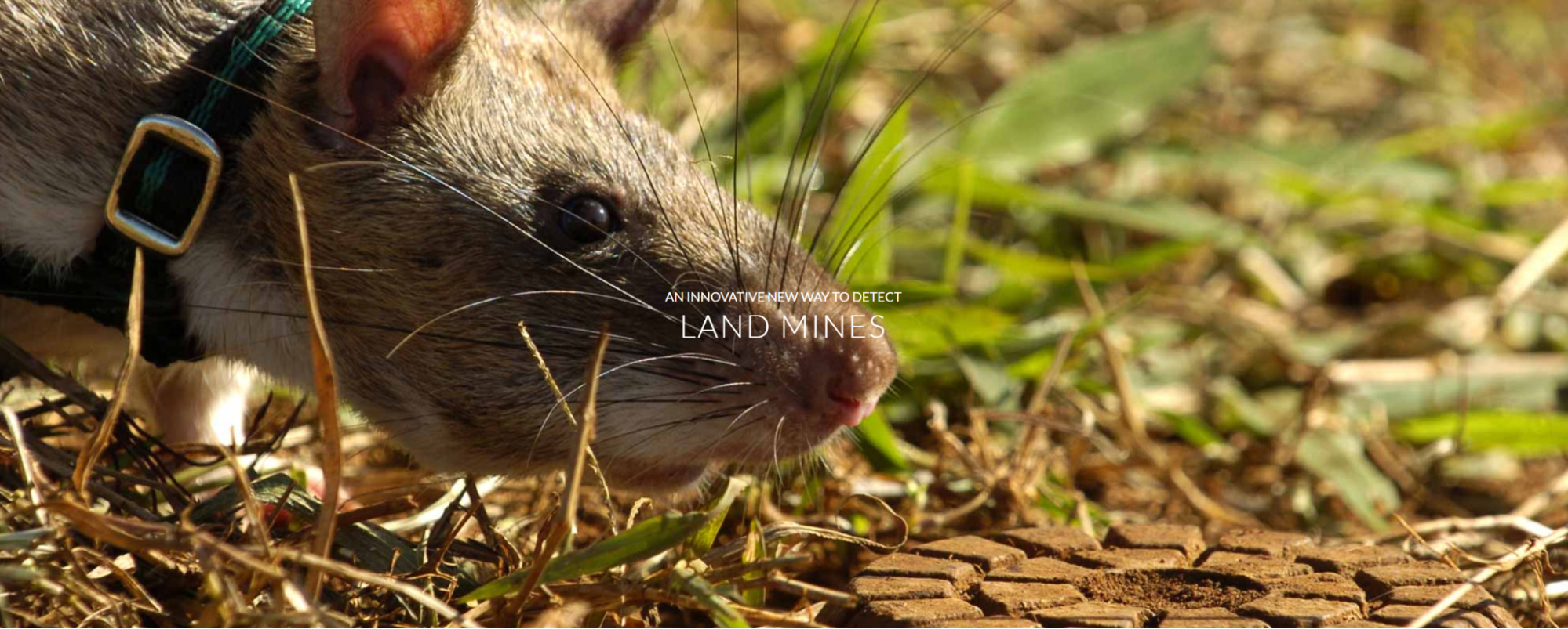 RatPack : Wearable Technology for the African Giant Pouched Rat : 13 ...
