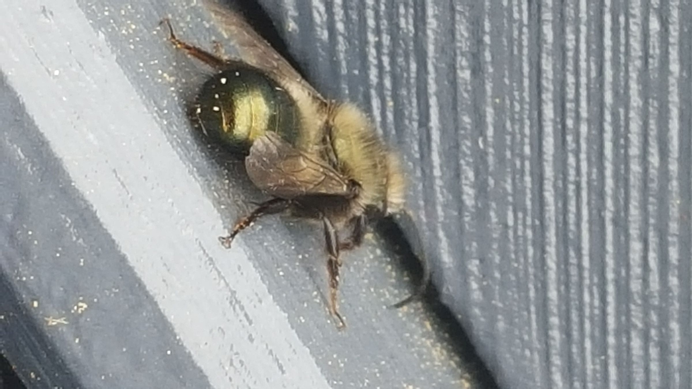 Mason Bee Hive : 3 Steps (with Pictures) - Instructables