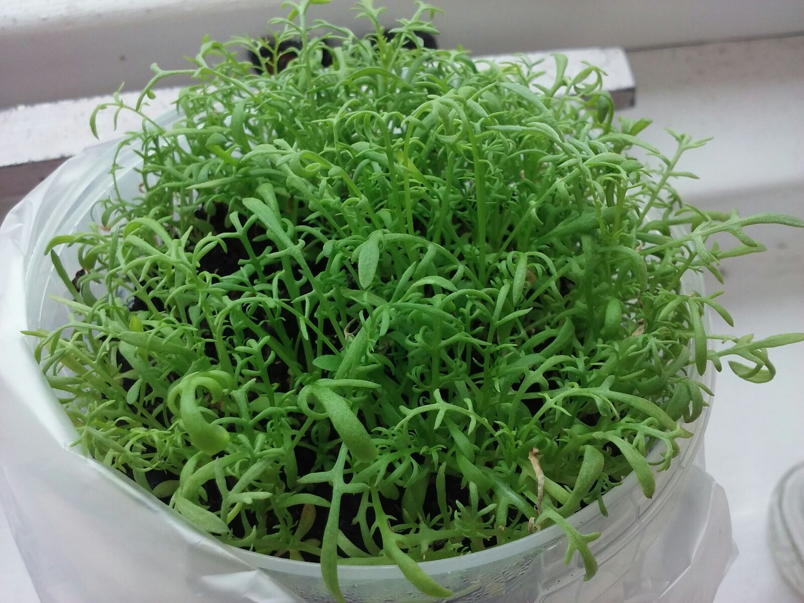 No Budget Chamomile! : 6 Steps (with Pictures) - Instructables