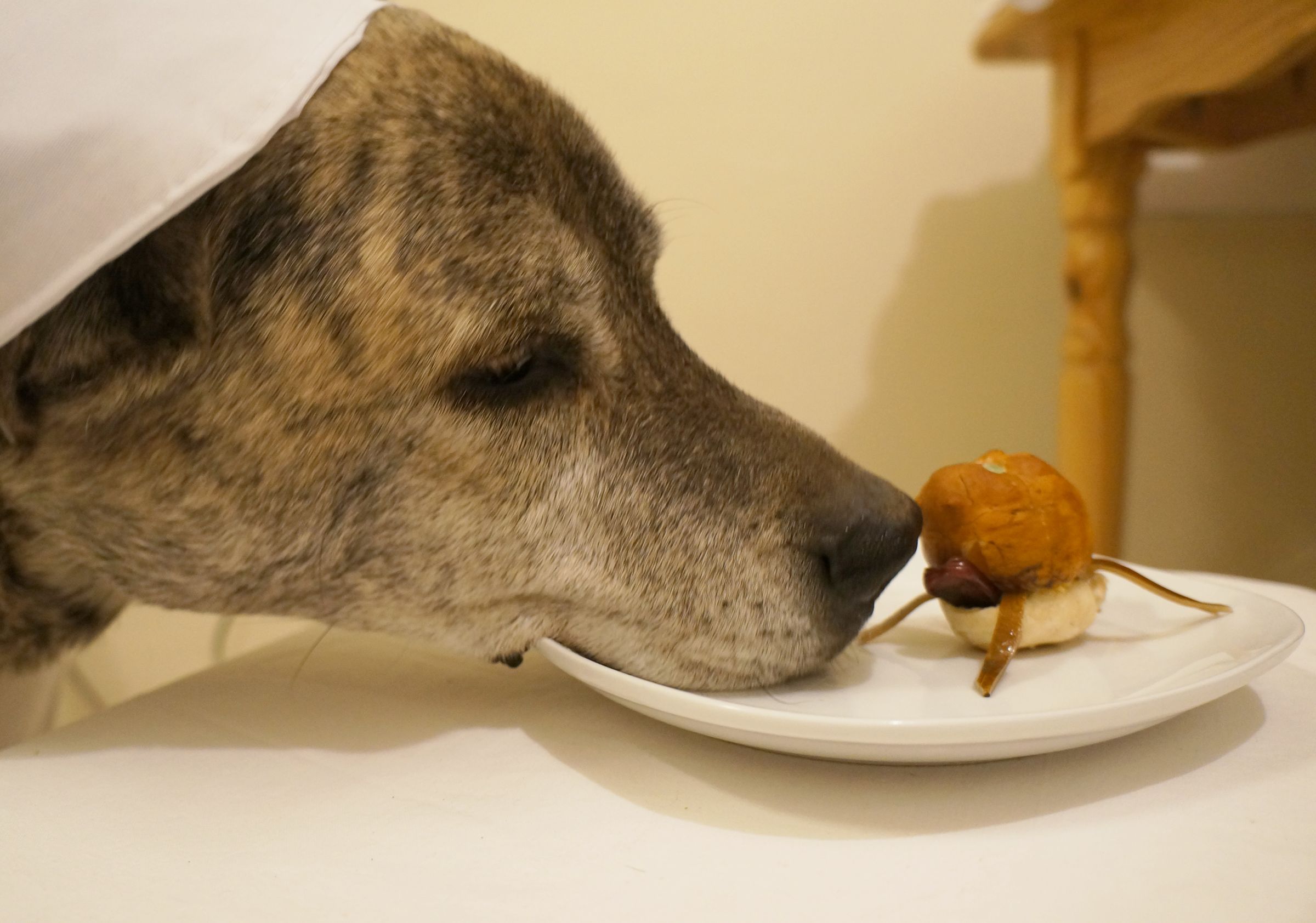 Dog Eating Food Off Table
