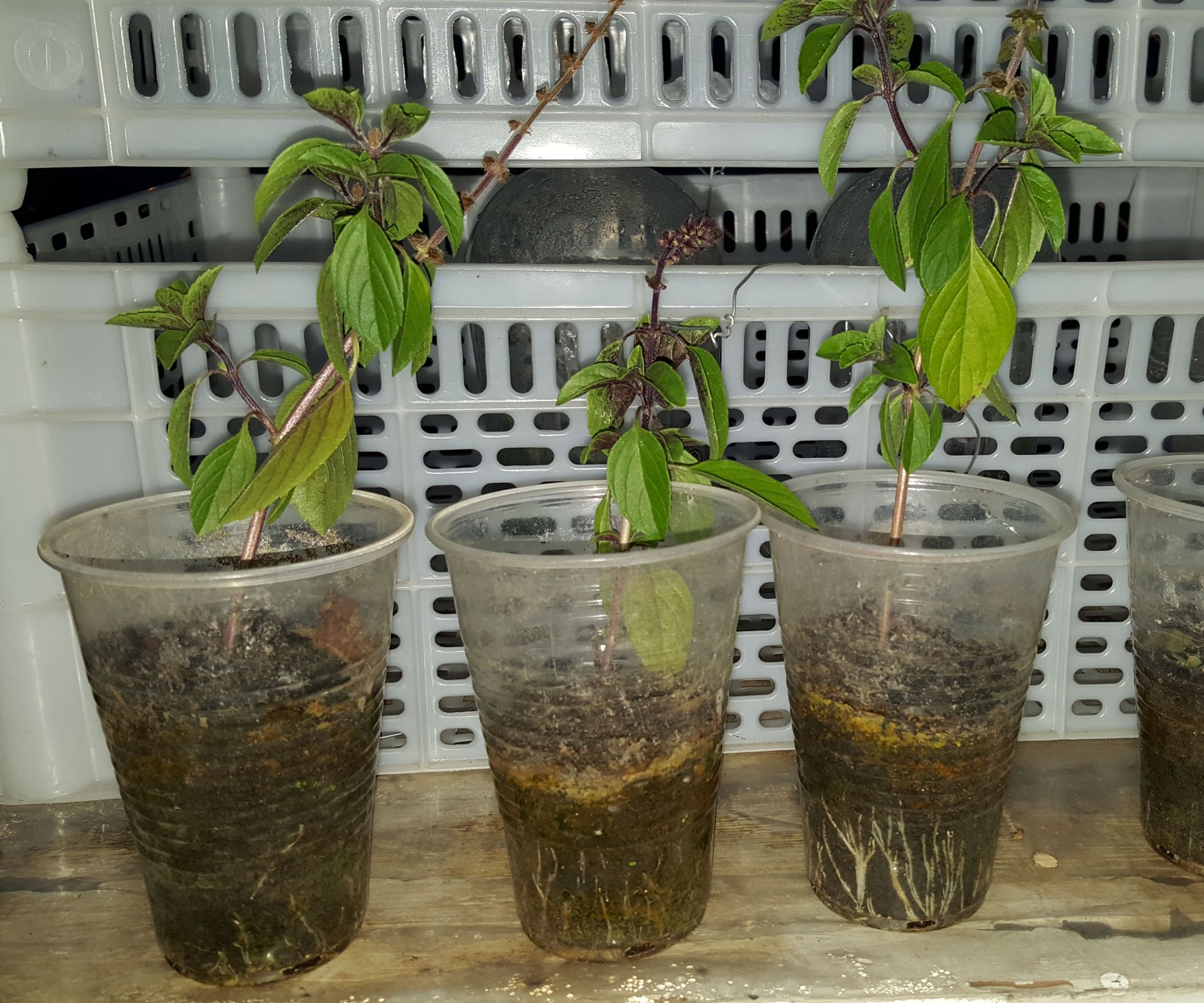 How to Reproduce Basil Without Seed : 4 Steps (with Pictures ...