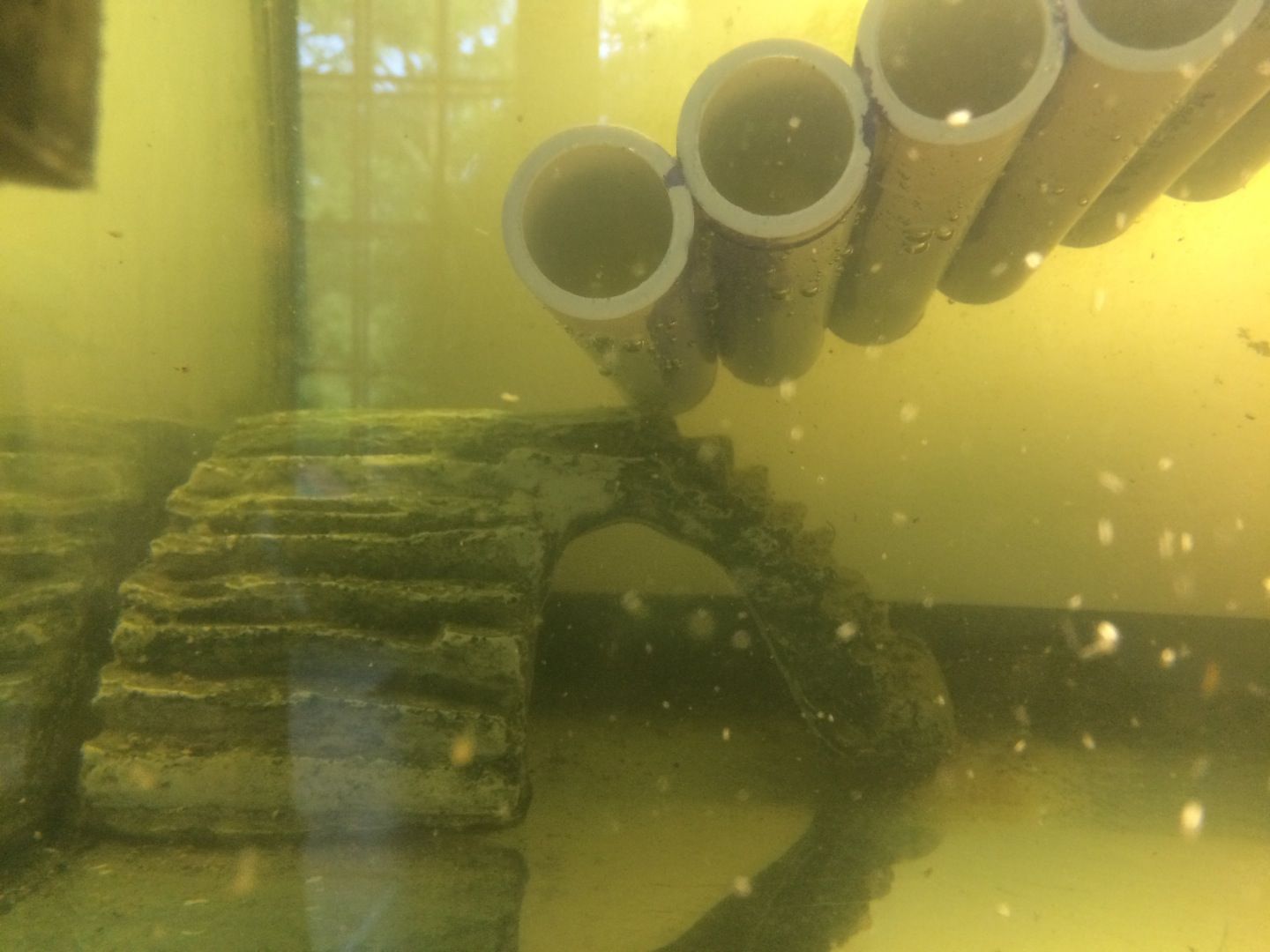 PVC Turtle Dock : 6 Steps - Instructables