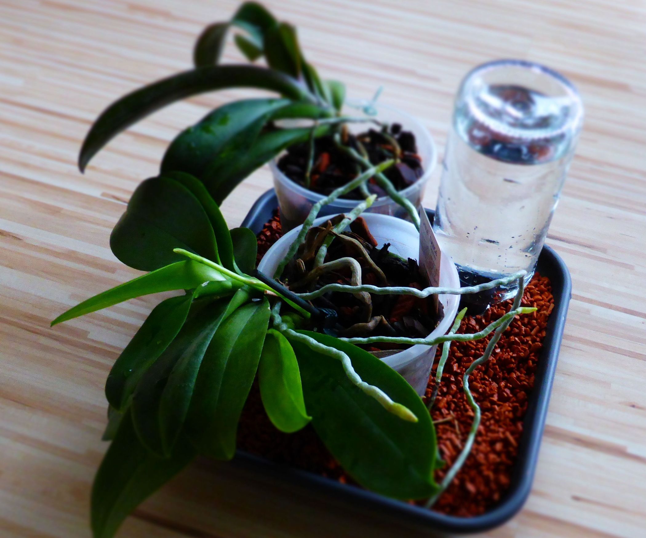 Happy Orchids Micro-climate Humidifier : 4 Steps - Instructables