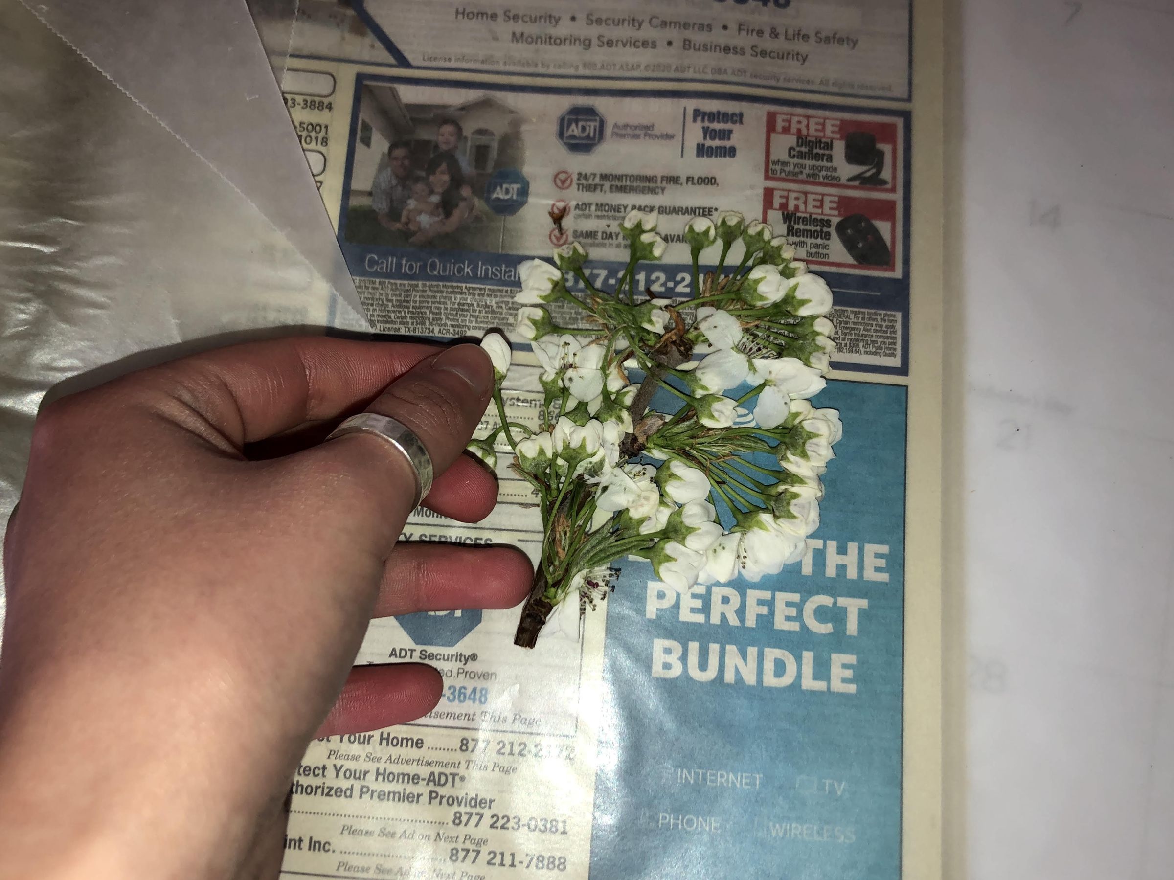 How to Press Flowers in a Book : 16 Steps - Instructables