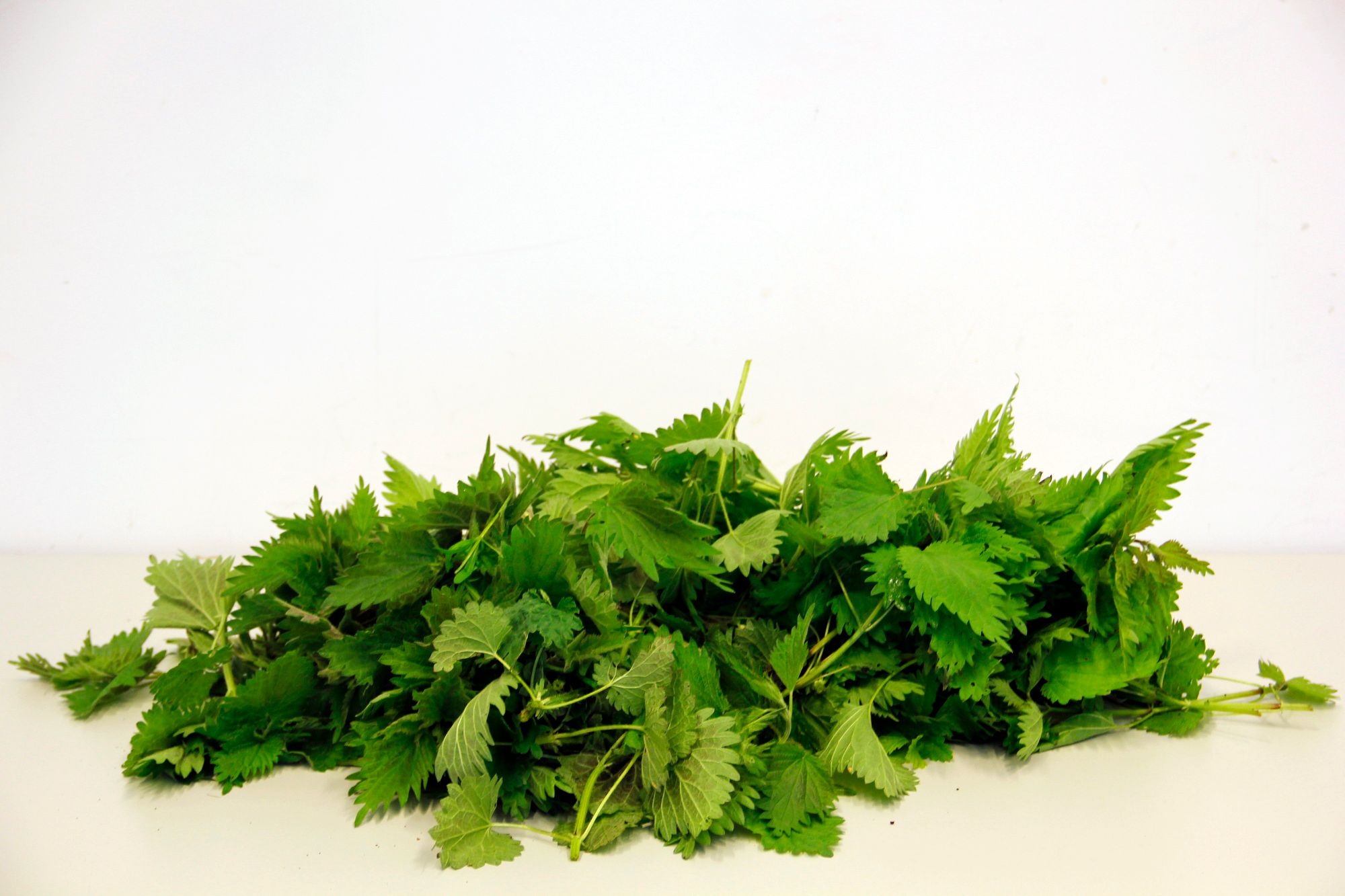 The Penultimate Nettle Guide : 11 Steps (with Pictures) - Instructables