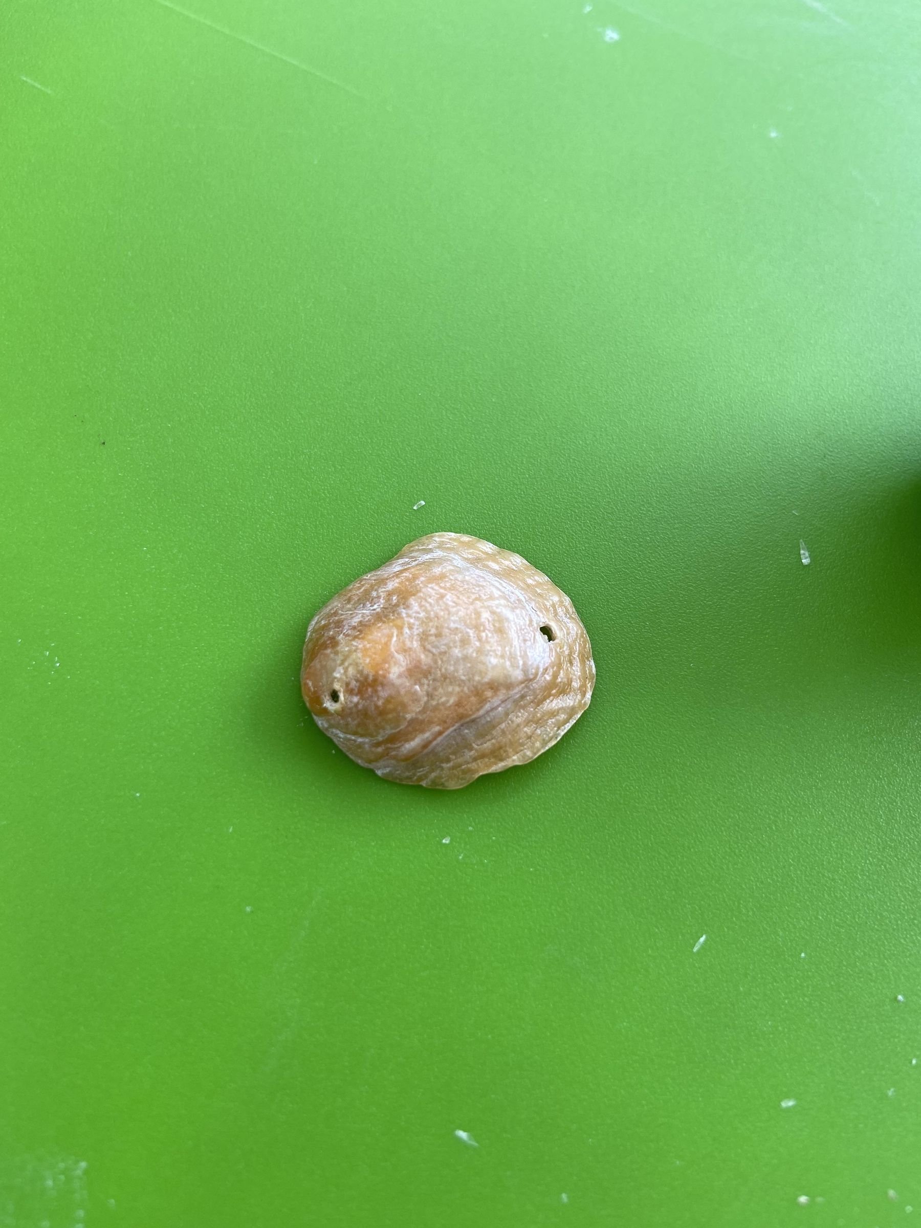 Seashell Wall Hanging : 6 Steps (with Pictures) - Instructables