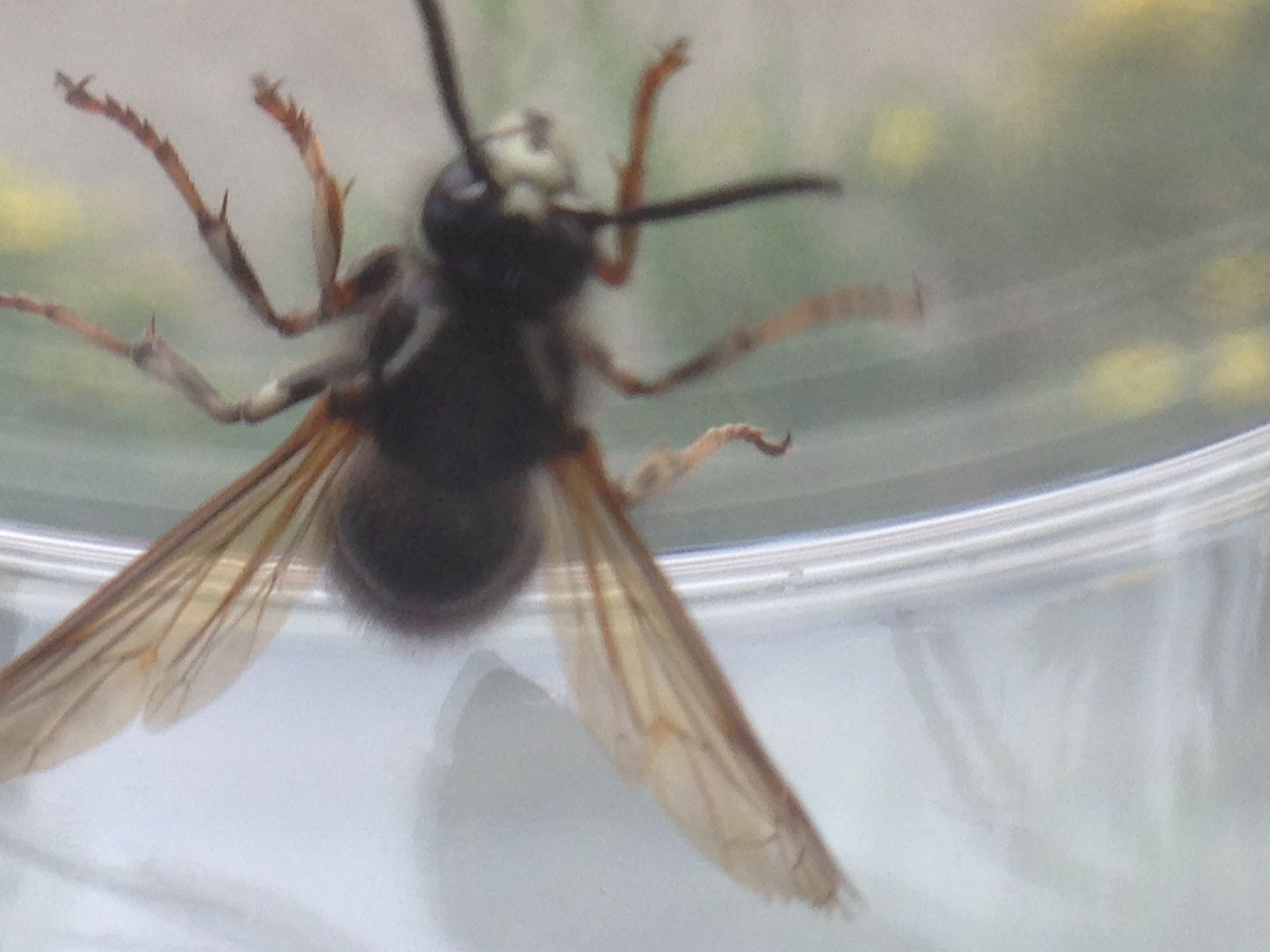 Catch and Release Insects : 5 Steps (with Pictures) - Instructables