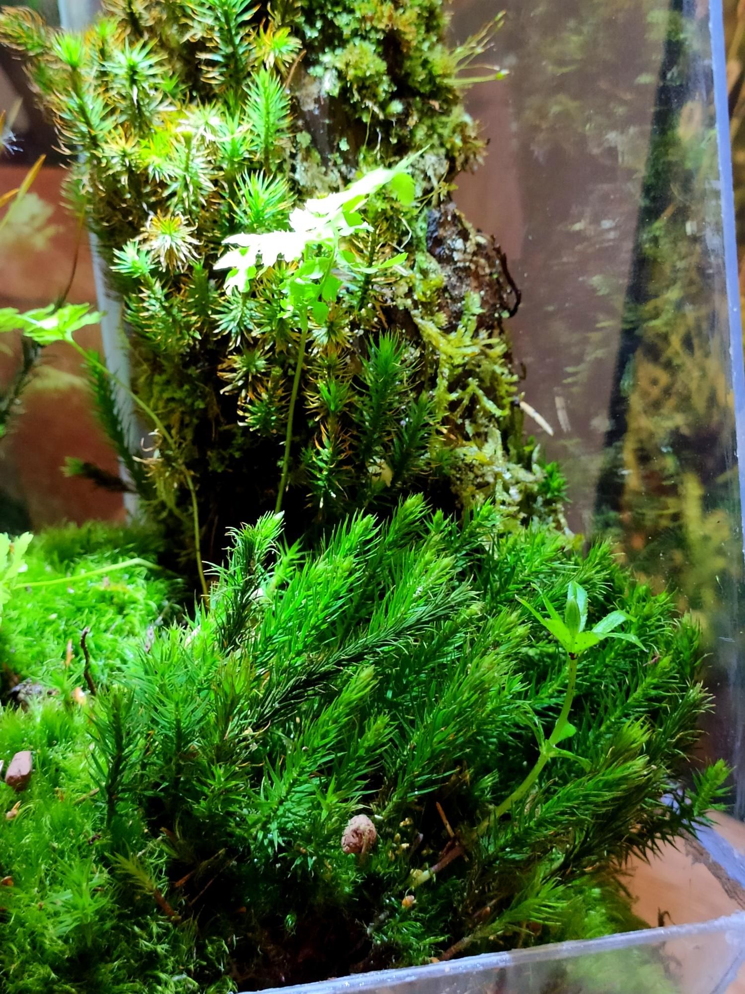 The Eco-Crystal - Mini Ecosystem in a Crystal Shaped Planter : 7 Steps ...