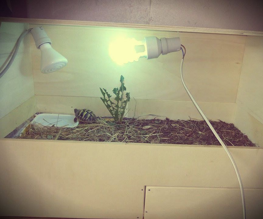 Tortoise Vivarium - Instructables