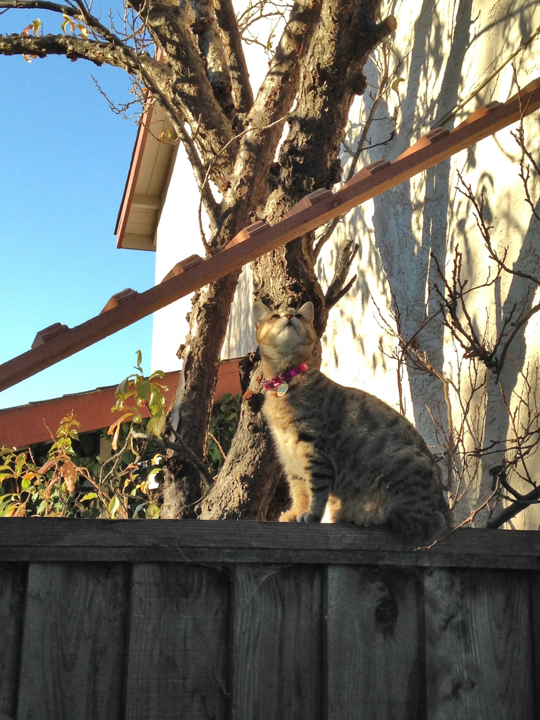 Cat Ramp Ladder Thingy : 5 Steps (with Pictures) - Instructables