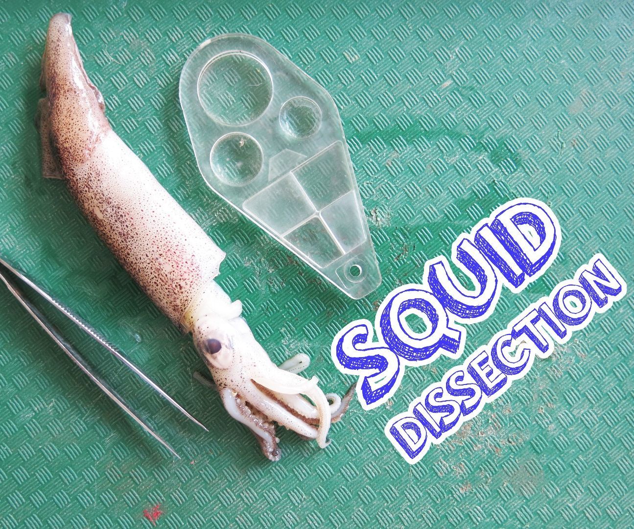 Squid Dissection : 11 Steps (with Pictures) - Instructables