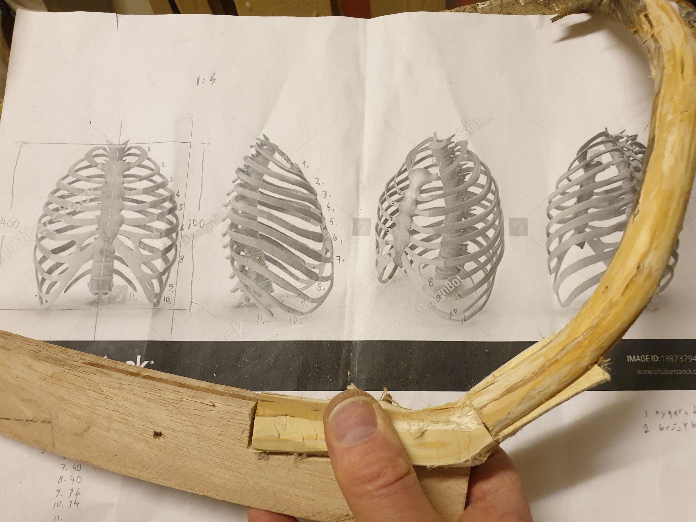 Handmade Wooden Ribcage : 8 Steps (with Pictures) - Instructables
