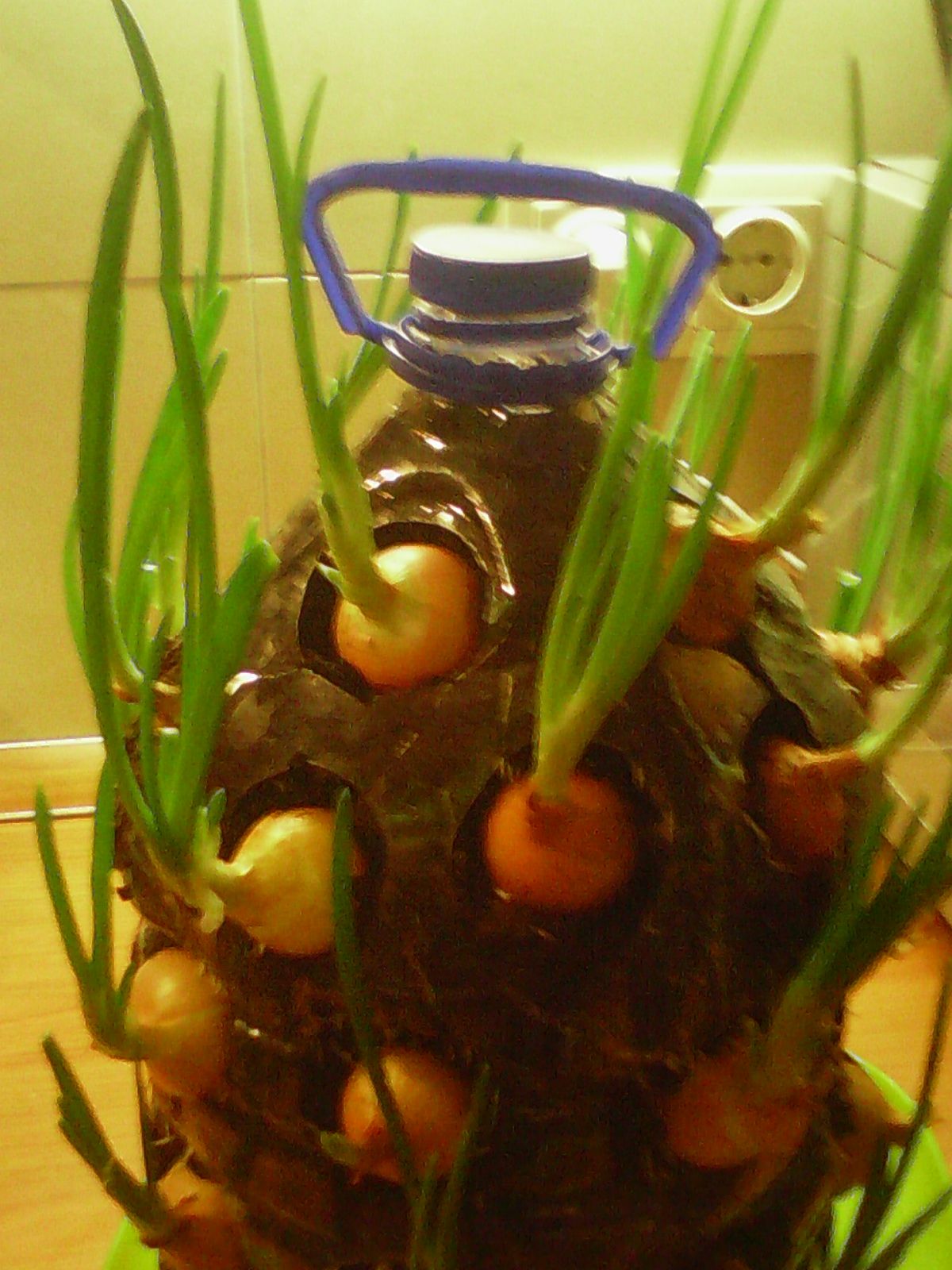Onions Box : 4 Steps - Instructables