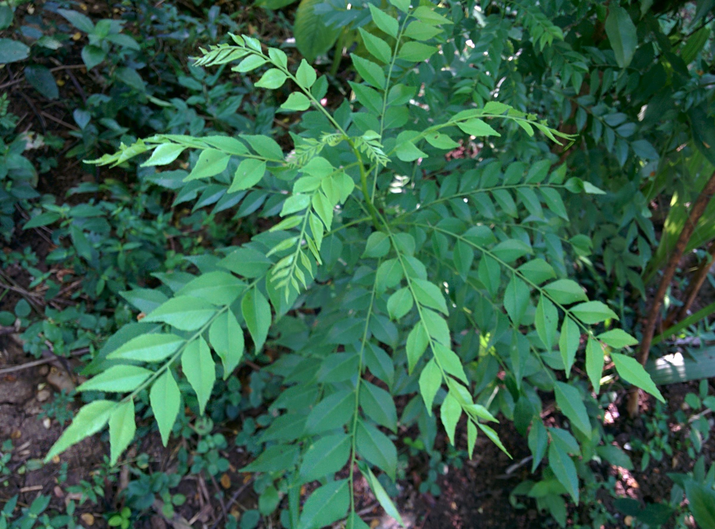 COLLECTING AYURVEDIC PLANTS : 18 Steps - Instructables